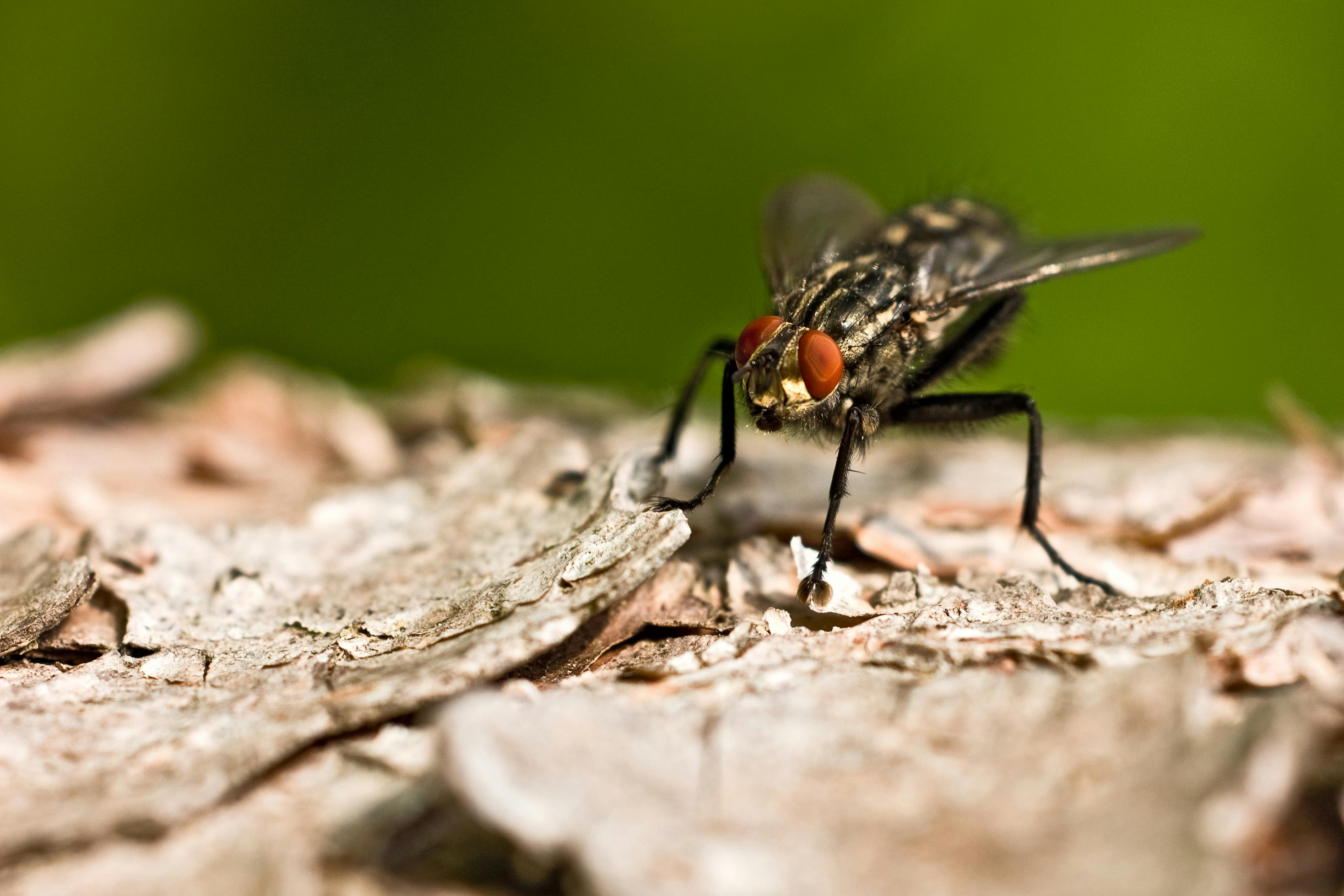 Clear and Gray Insect on Top of Green Stem · Free Stock Photo