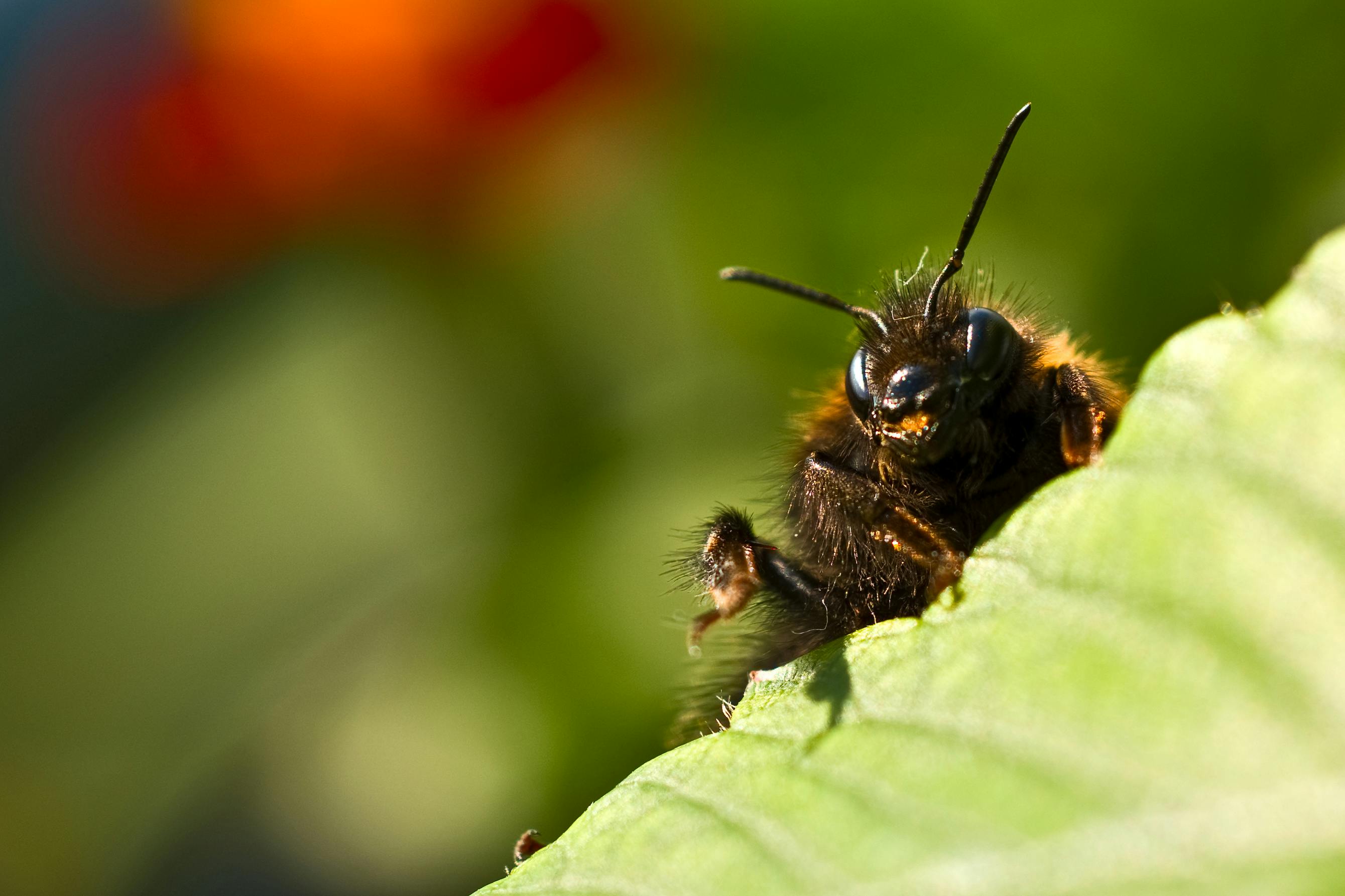 Macro Photography of Bee · Free Stock Photo