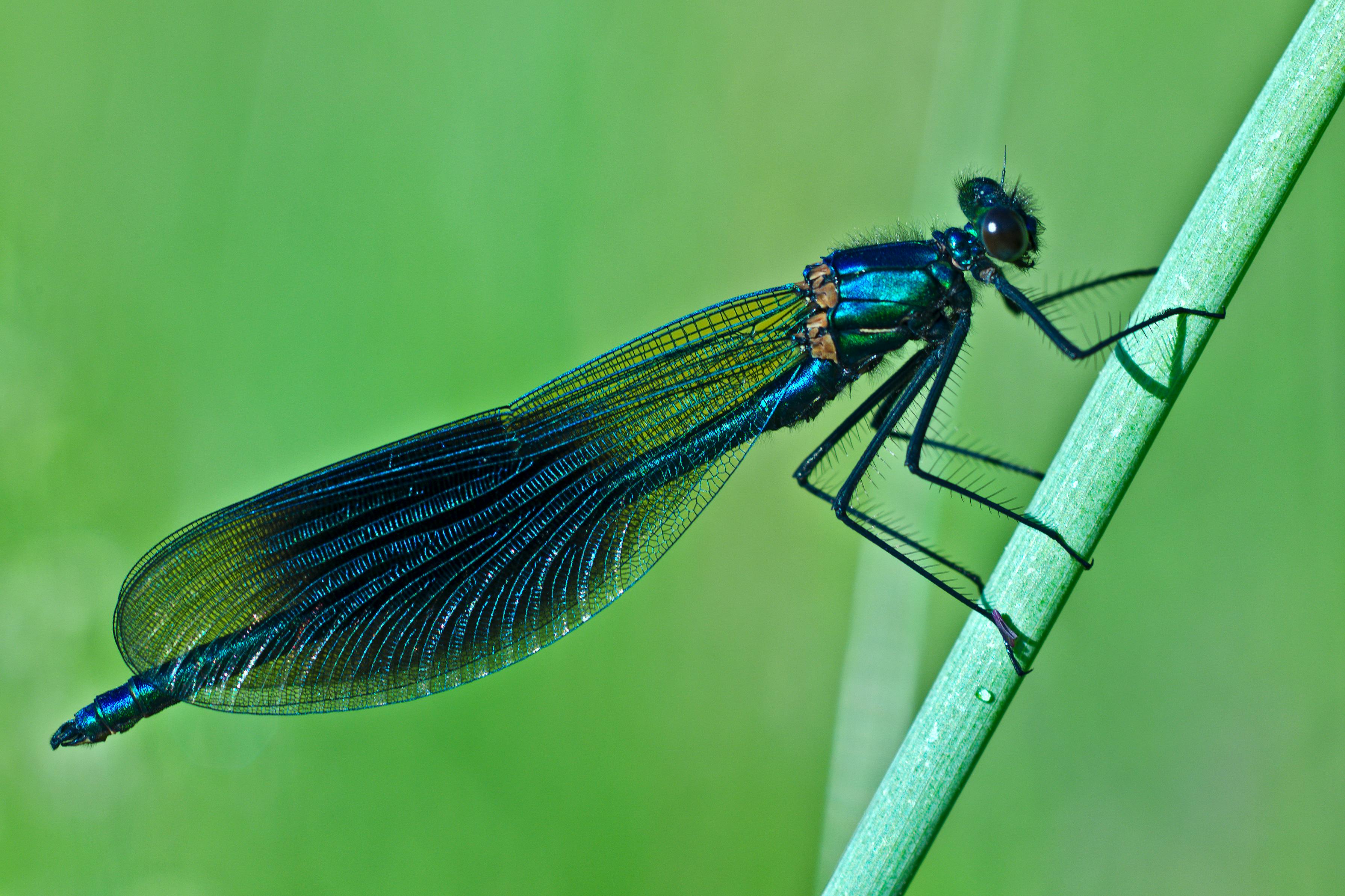 Green Dragonfly Cling on Grass · Free Stock Photo