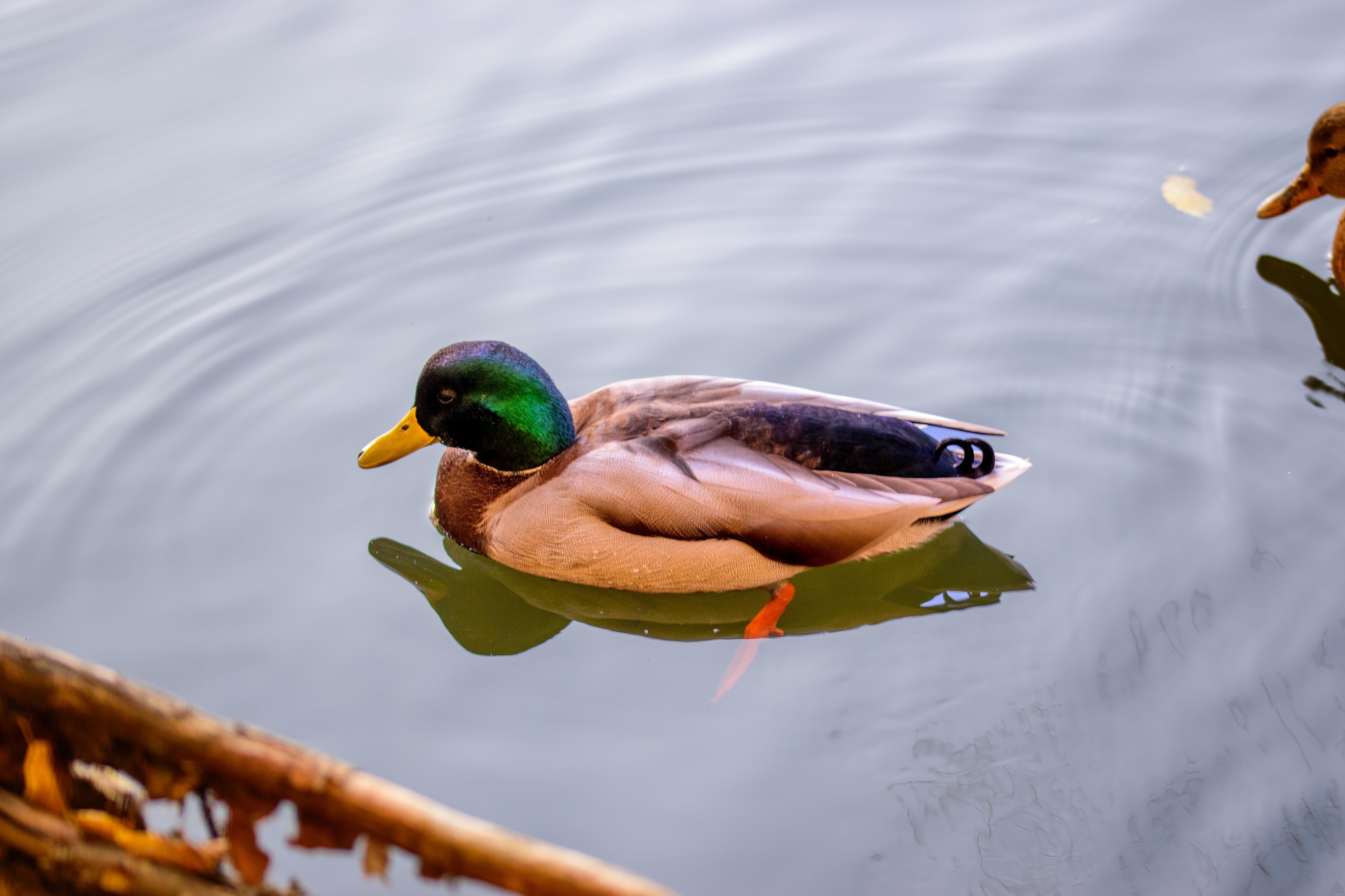 Rubber Duck Floating in Bird Fountain · Free Stock Photo