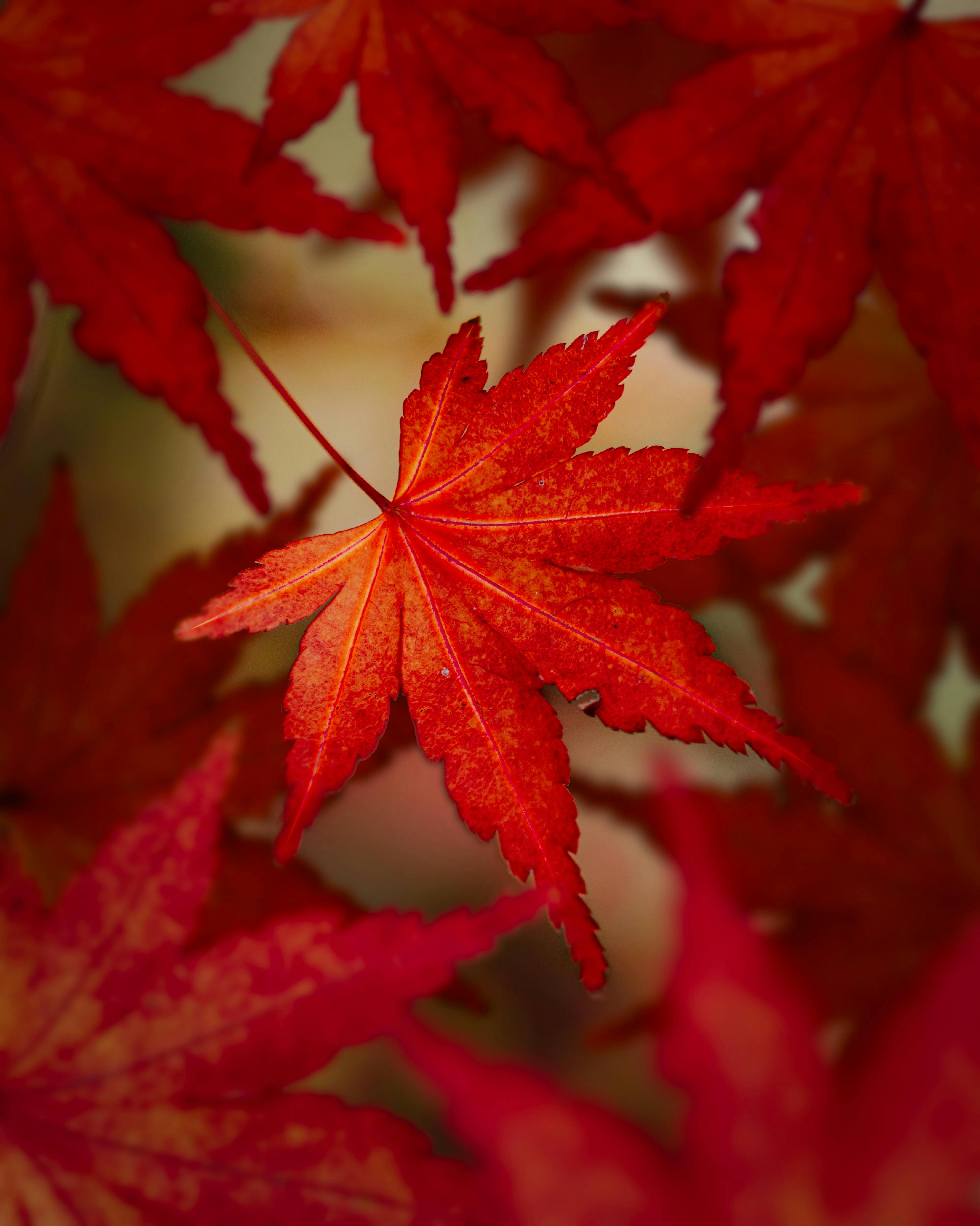 Red Maple Leaves in Close Up Photography · Free Stock Photo