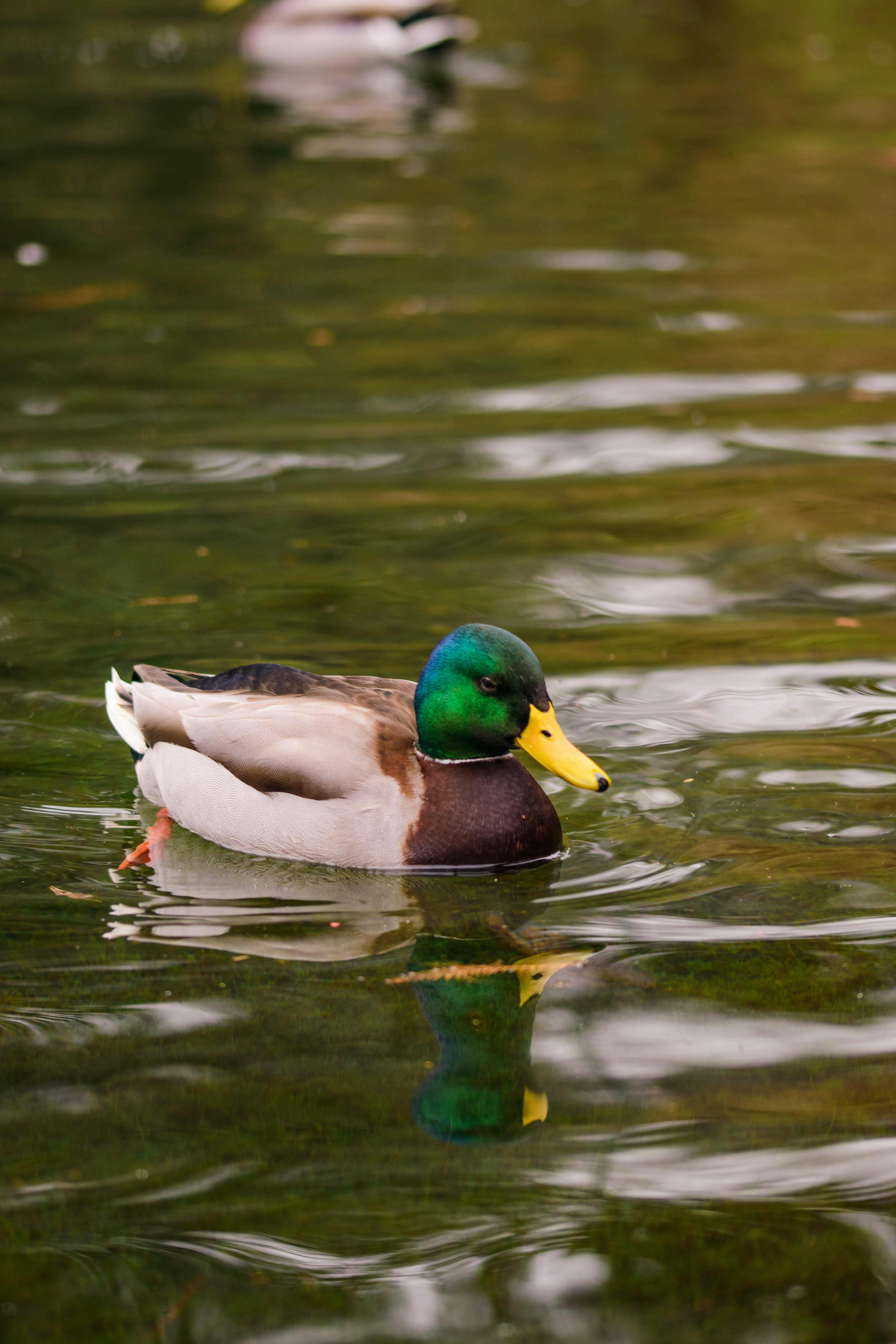Mallard Duck Floating on Water · Free Stock Photo