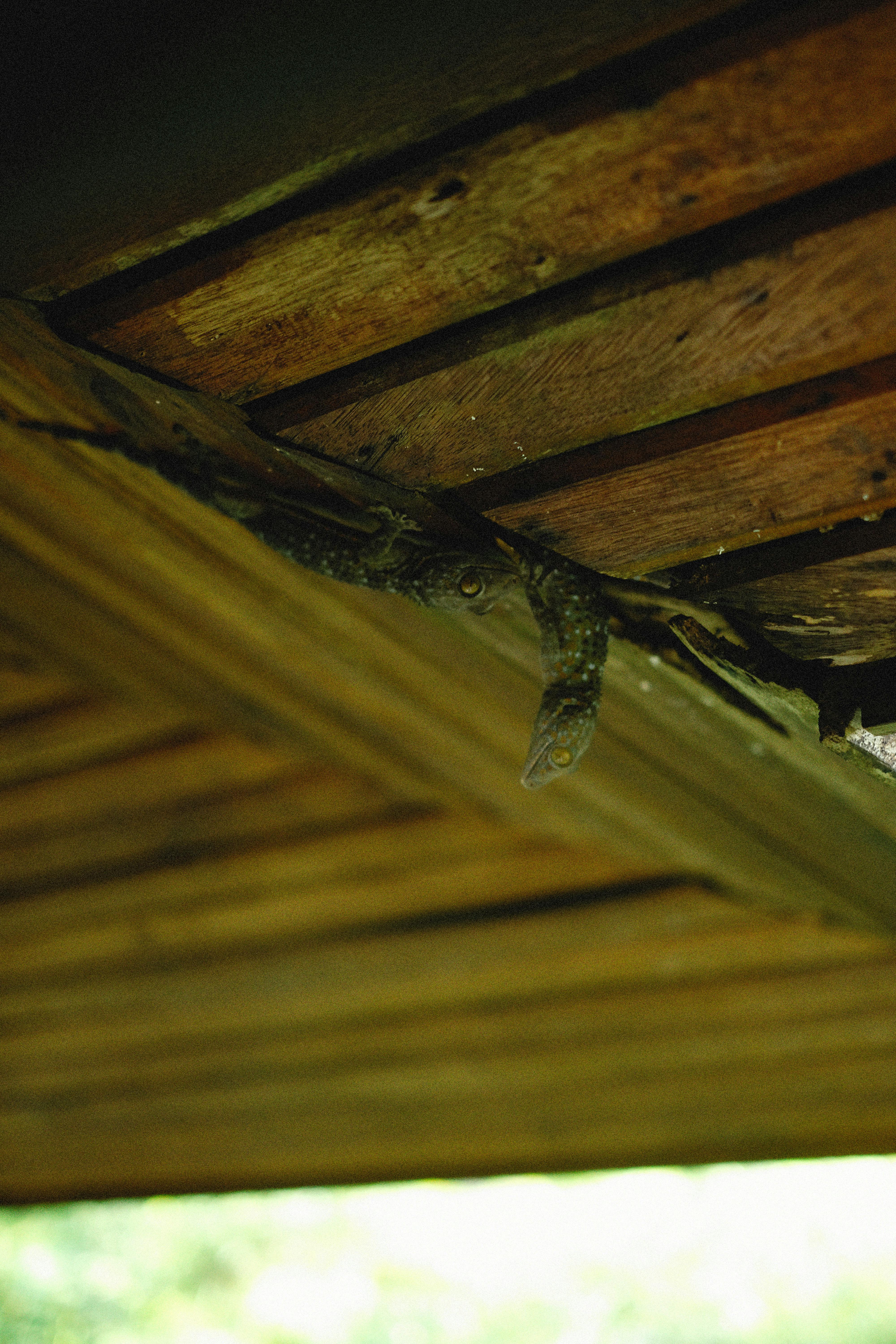 Brown Lizard on Wooden Surface · Free Stock Photo