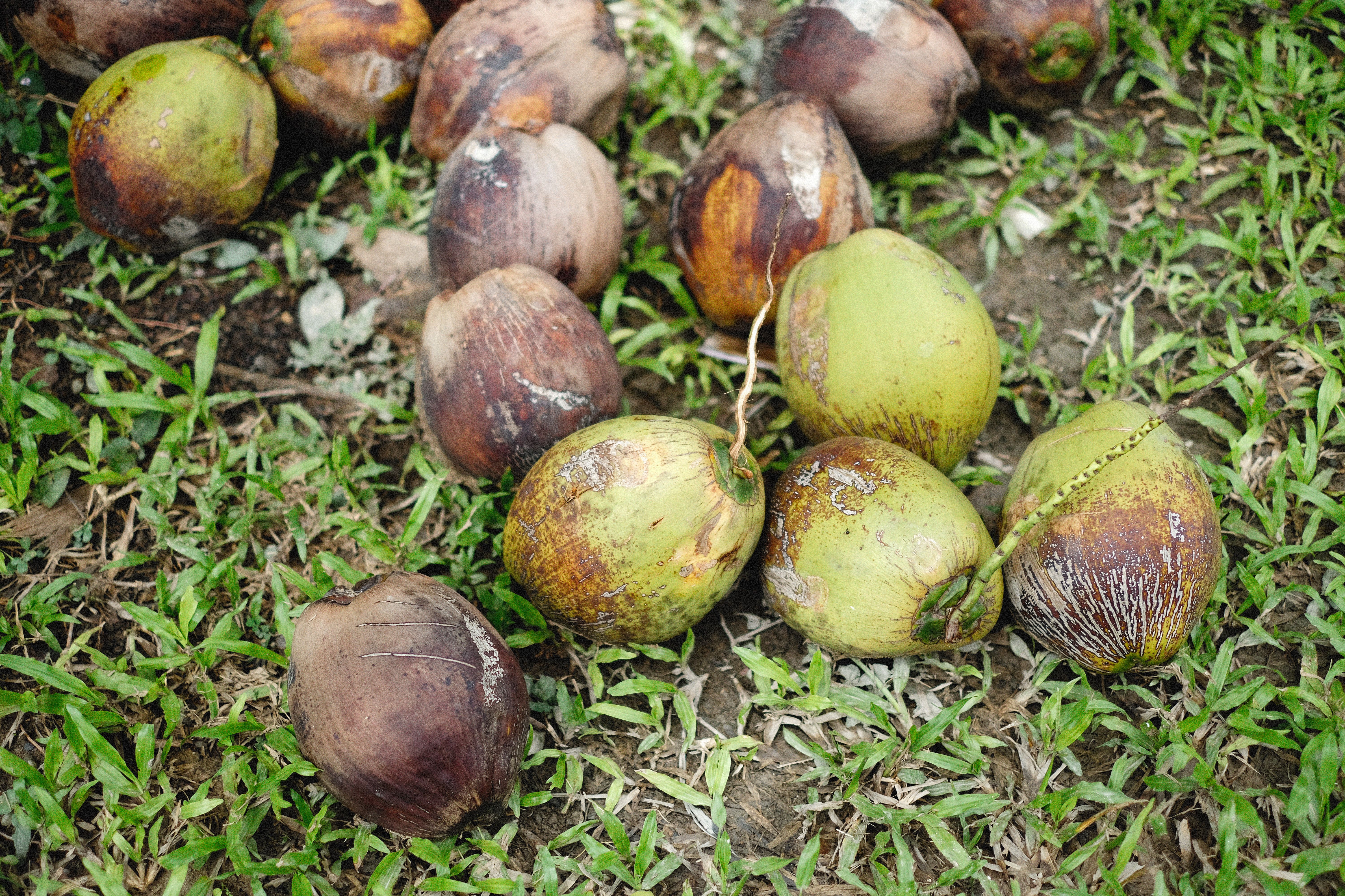 Green Coconut Photos, Download The BEST Free Green Coconut Stock Photos ...