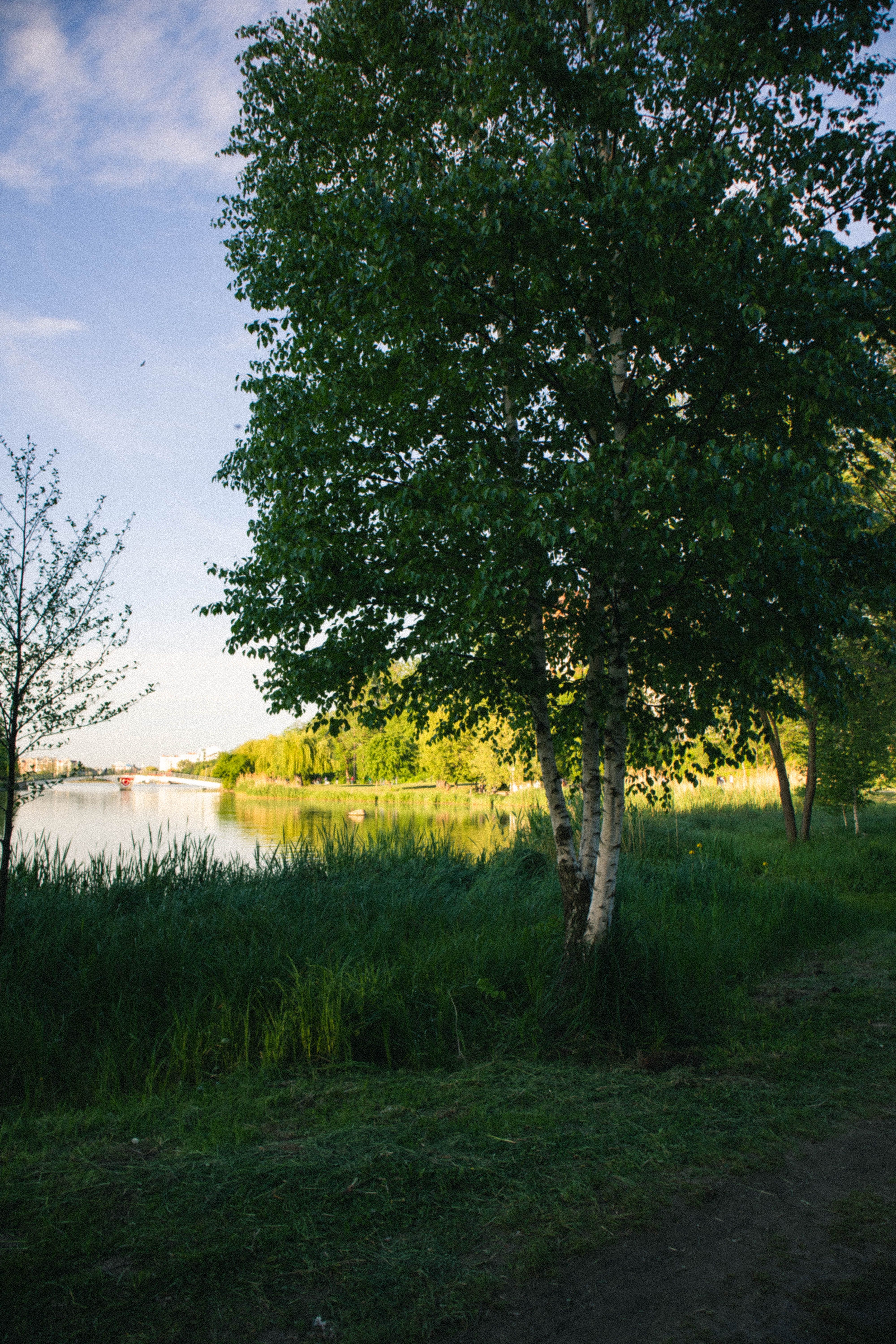 Green Grass Near a Tree · Free Stock Photo