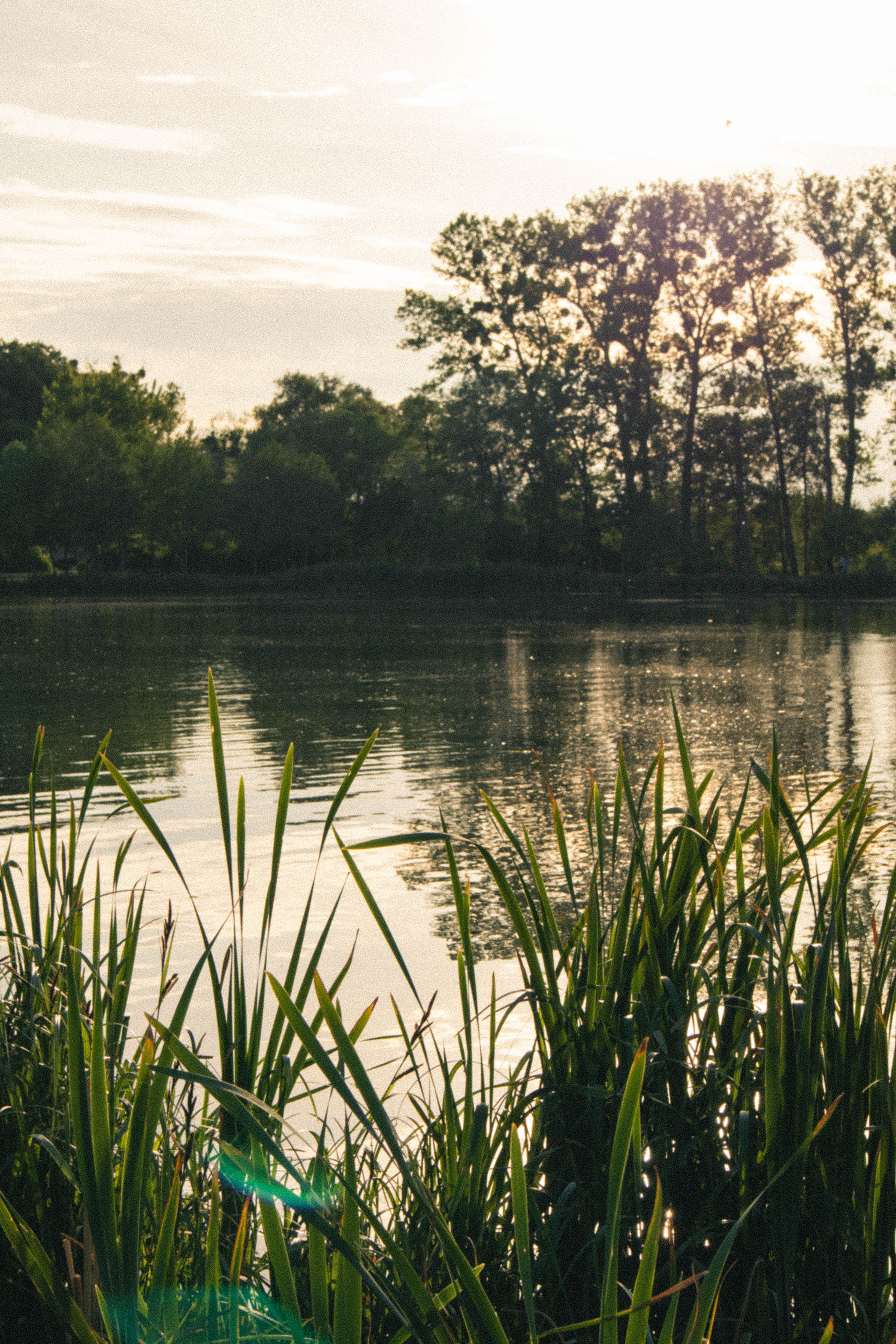 Photo of Green Grass Near a Lake · Free Stock Photo