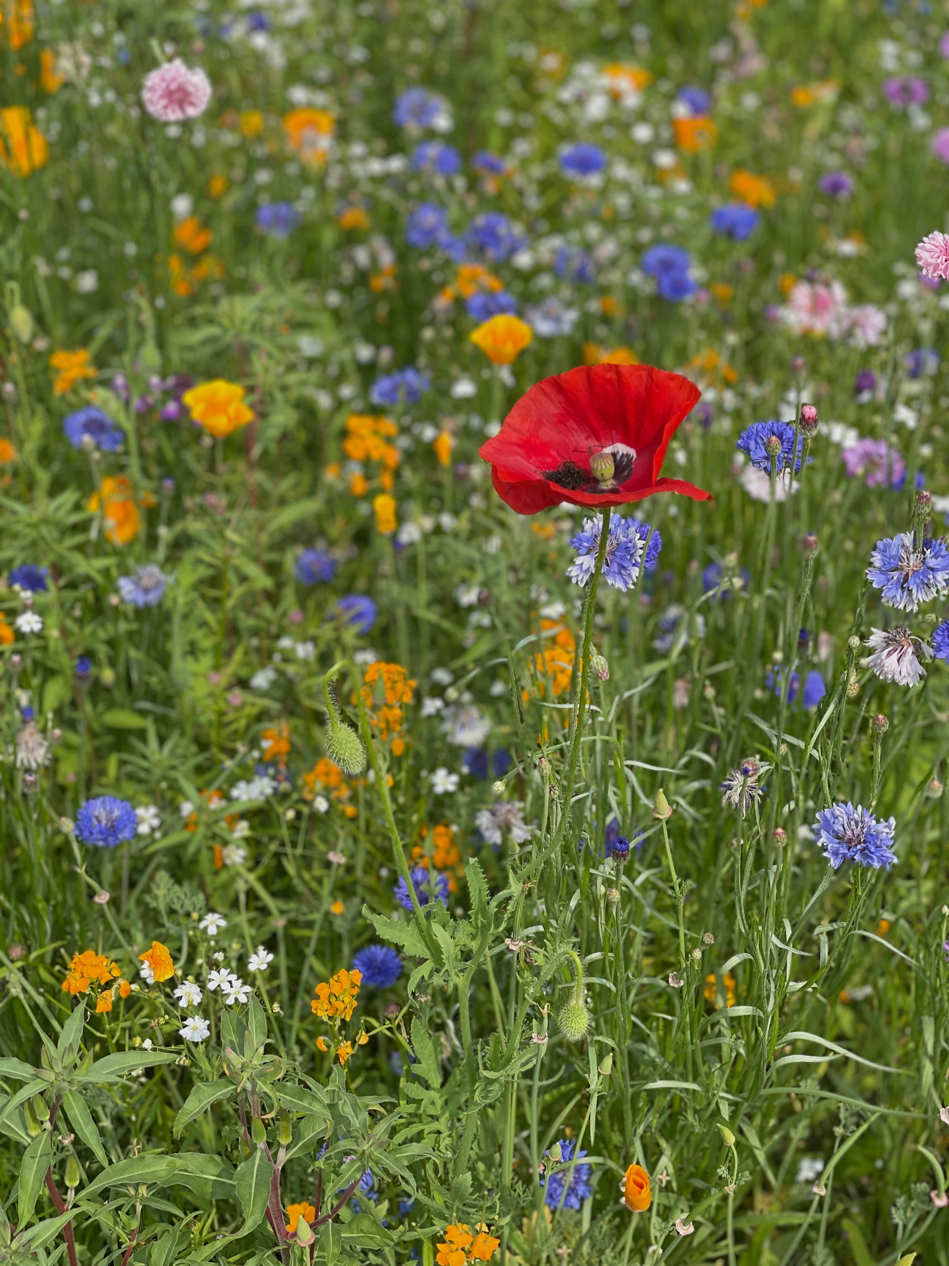 Landscape Photography of Flower Garden · Free Stock Photo