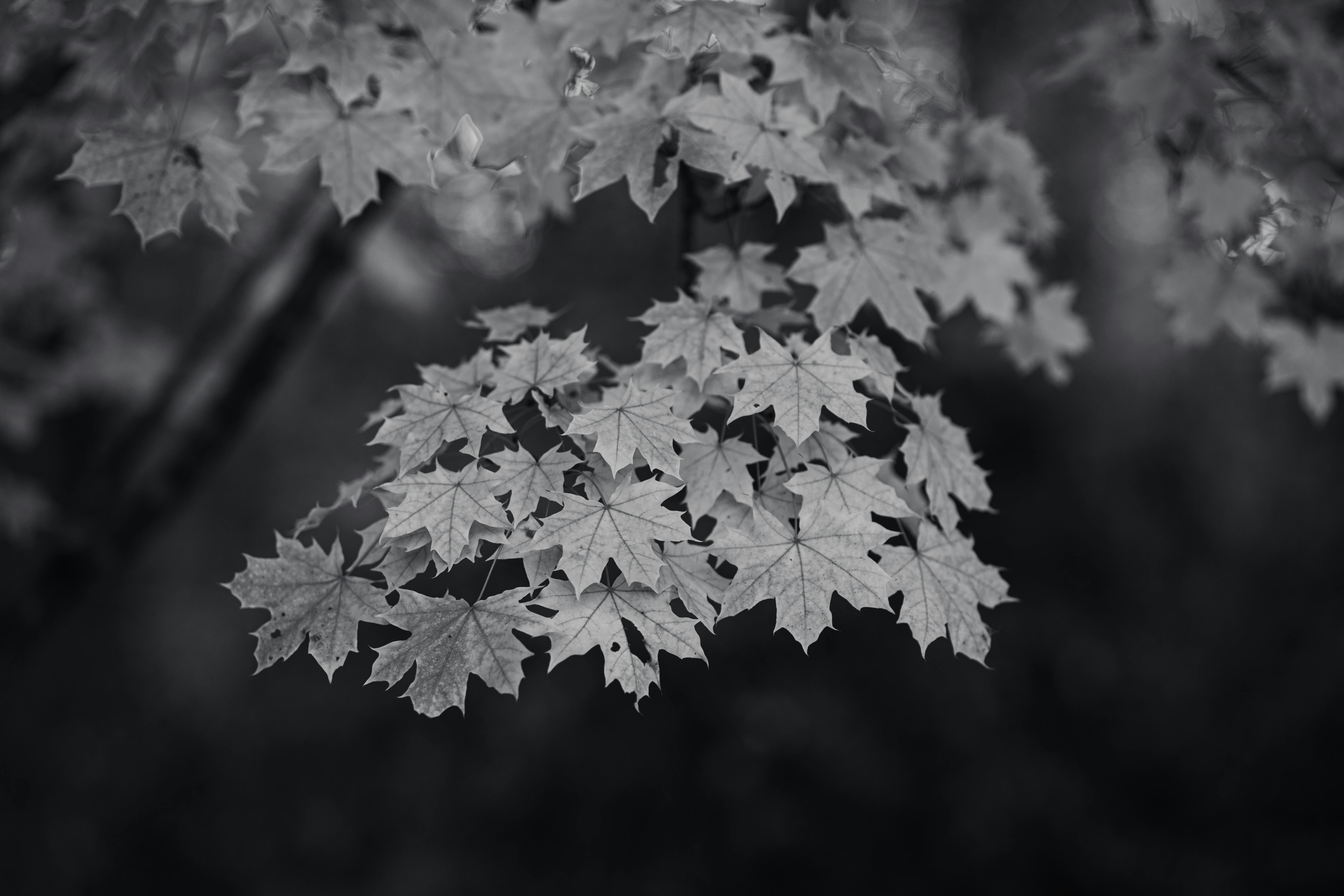Grayscale Photo of Wooden Cross · Free Stock Photo