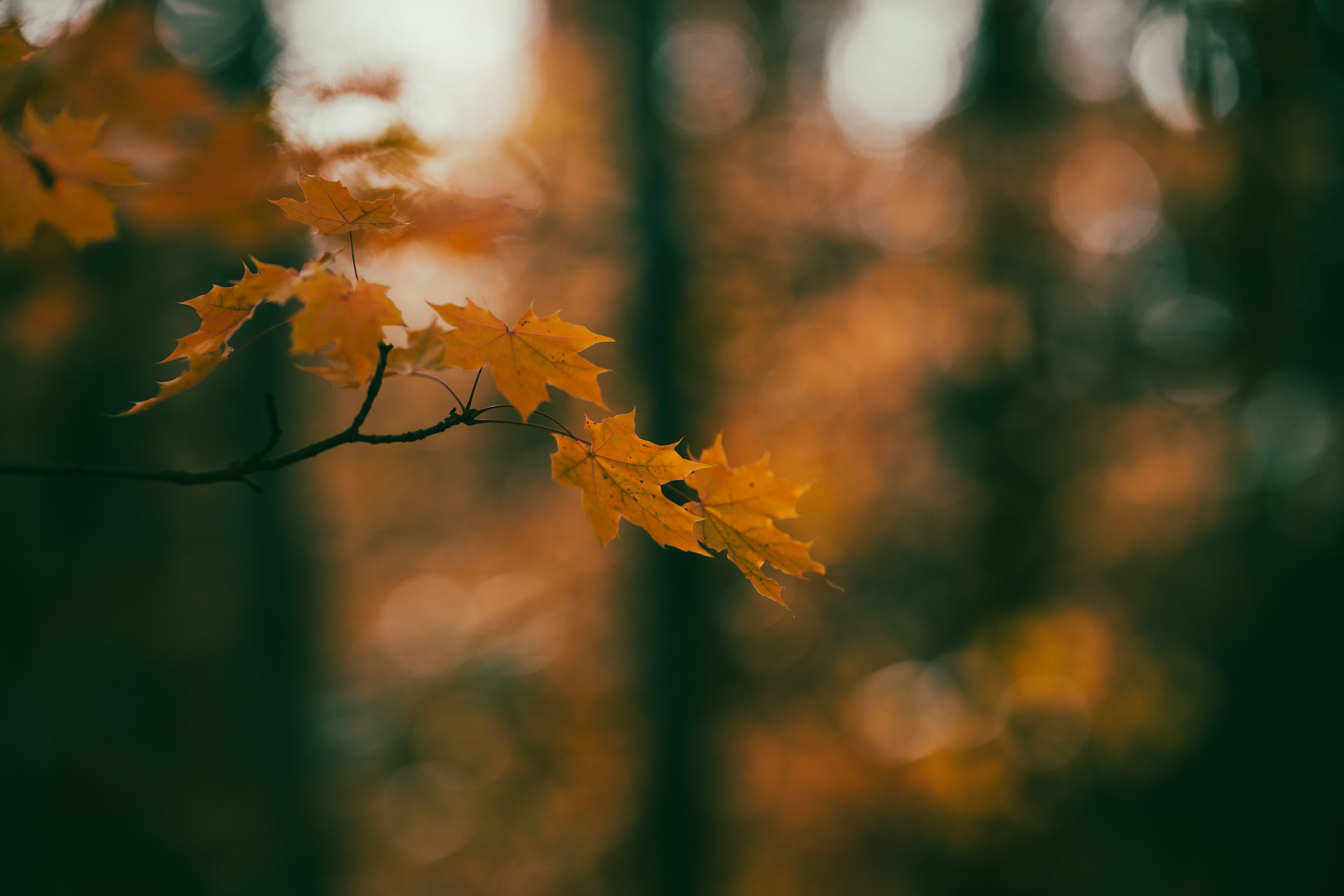 The Changing Colors of Leaves During Autumn · Free Stock Photo