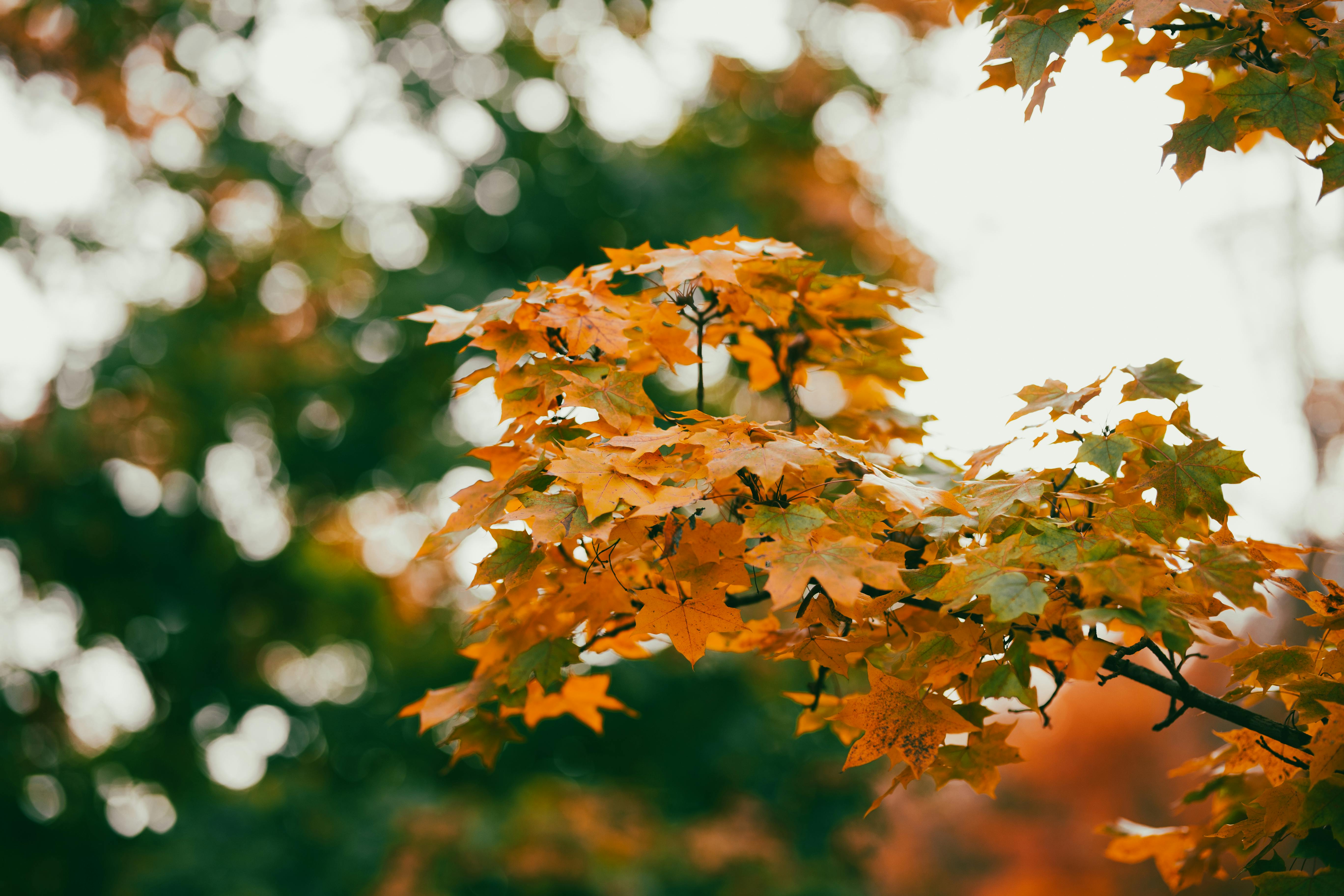 Photo Of Trees · Free Stock Photo