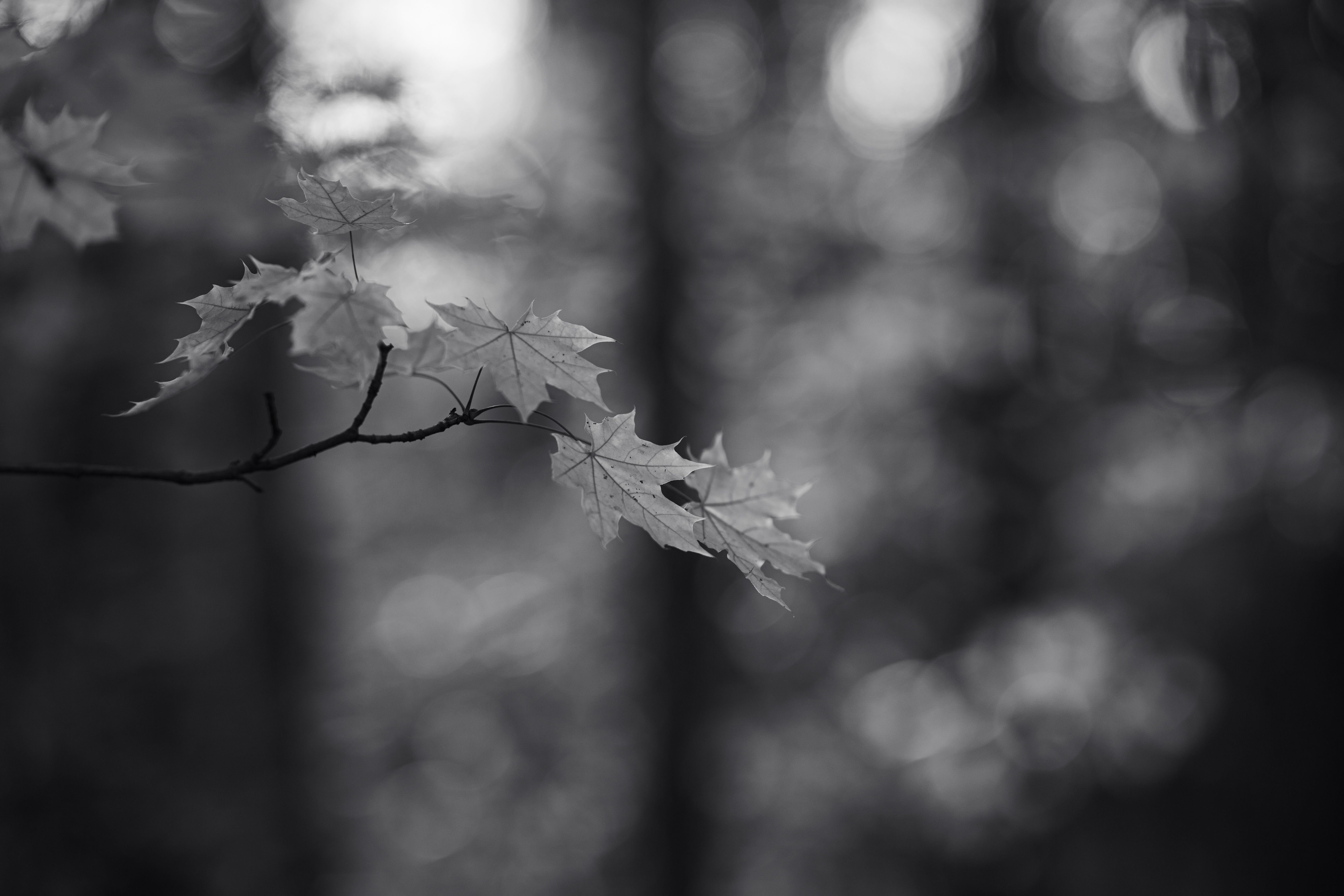 Grayscale Photo of Maple Leaves · Free Stock Photo