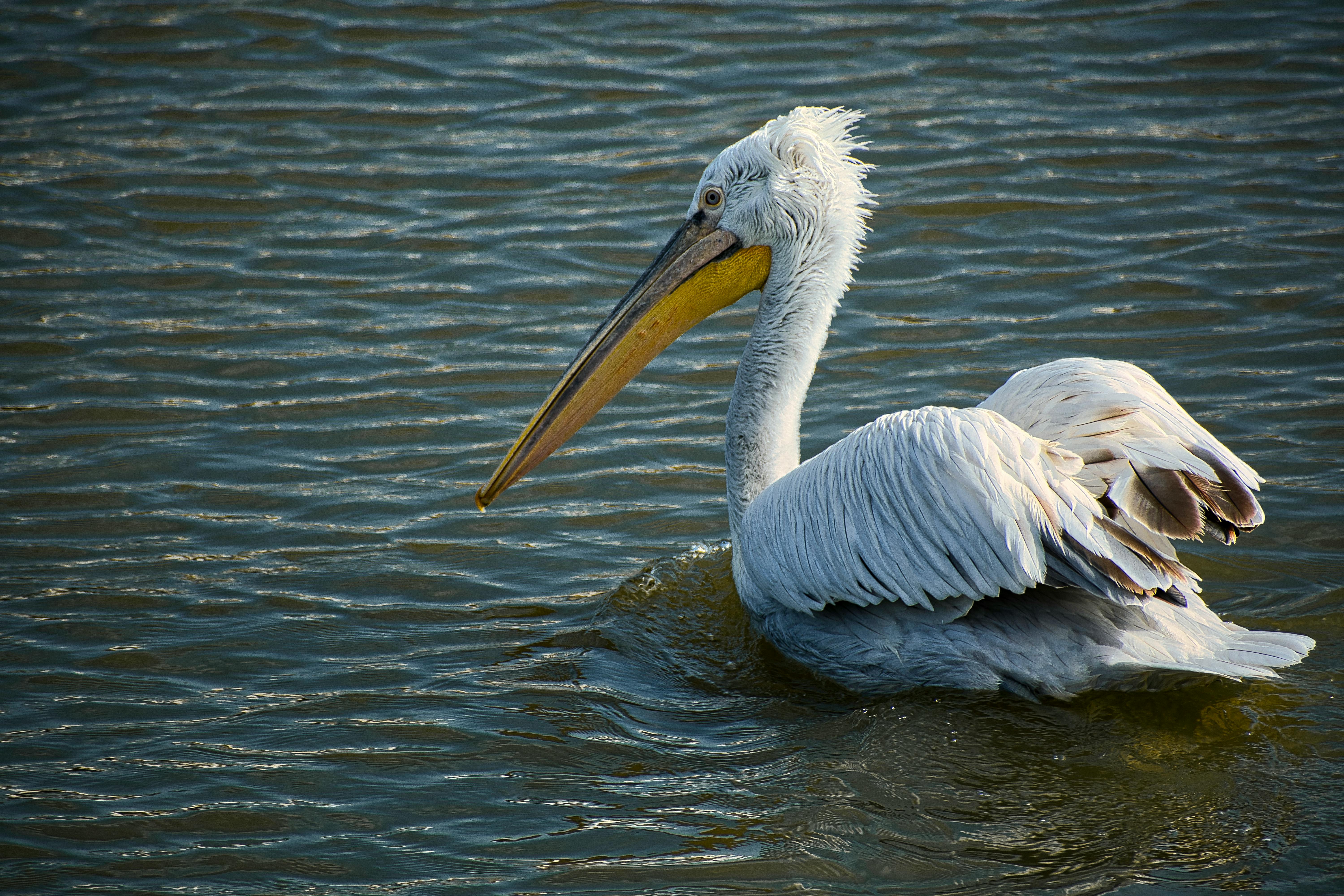 Close Up Shot of a Pelican · Free Stock Photo
