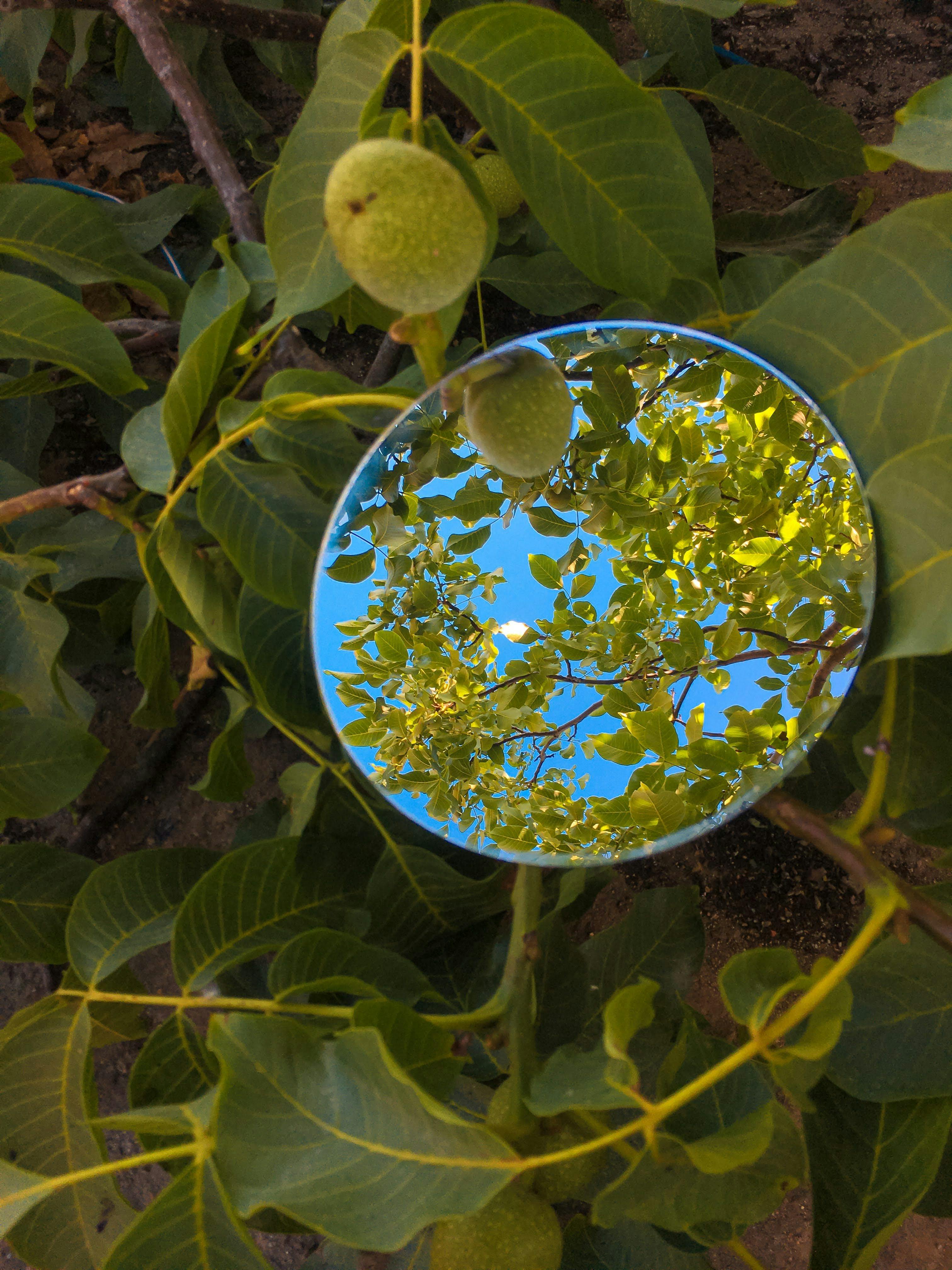 Mirror among Plants · Free Stock Photo