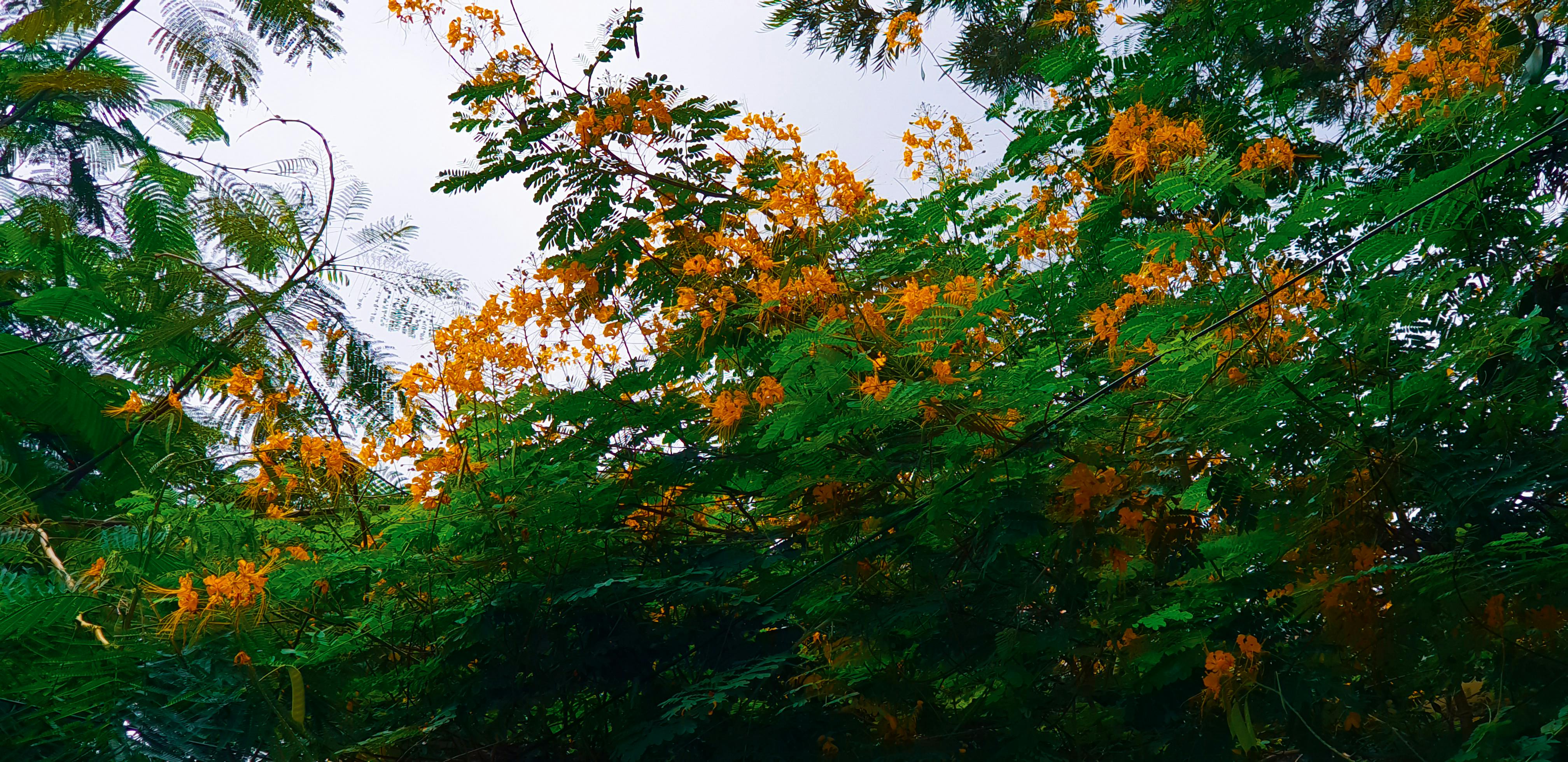 Soumya Ranjan - Photography