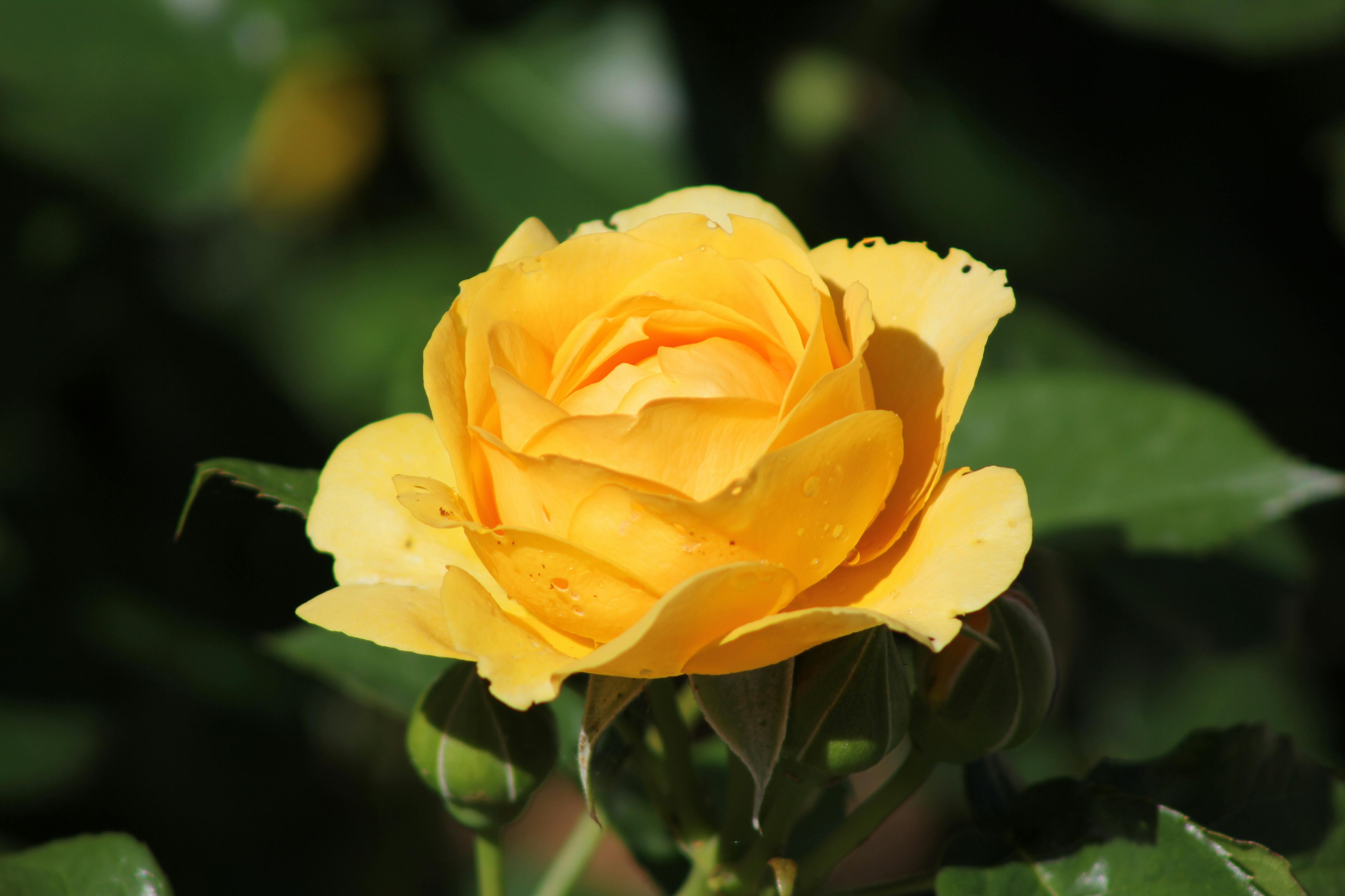 Red Rose · Free Stock Photo