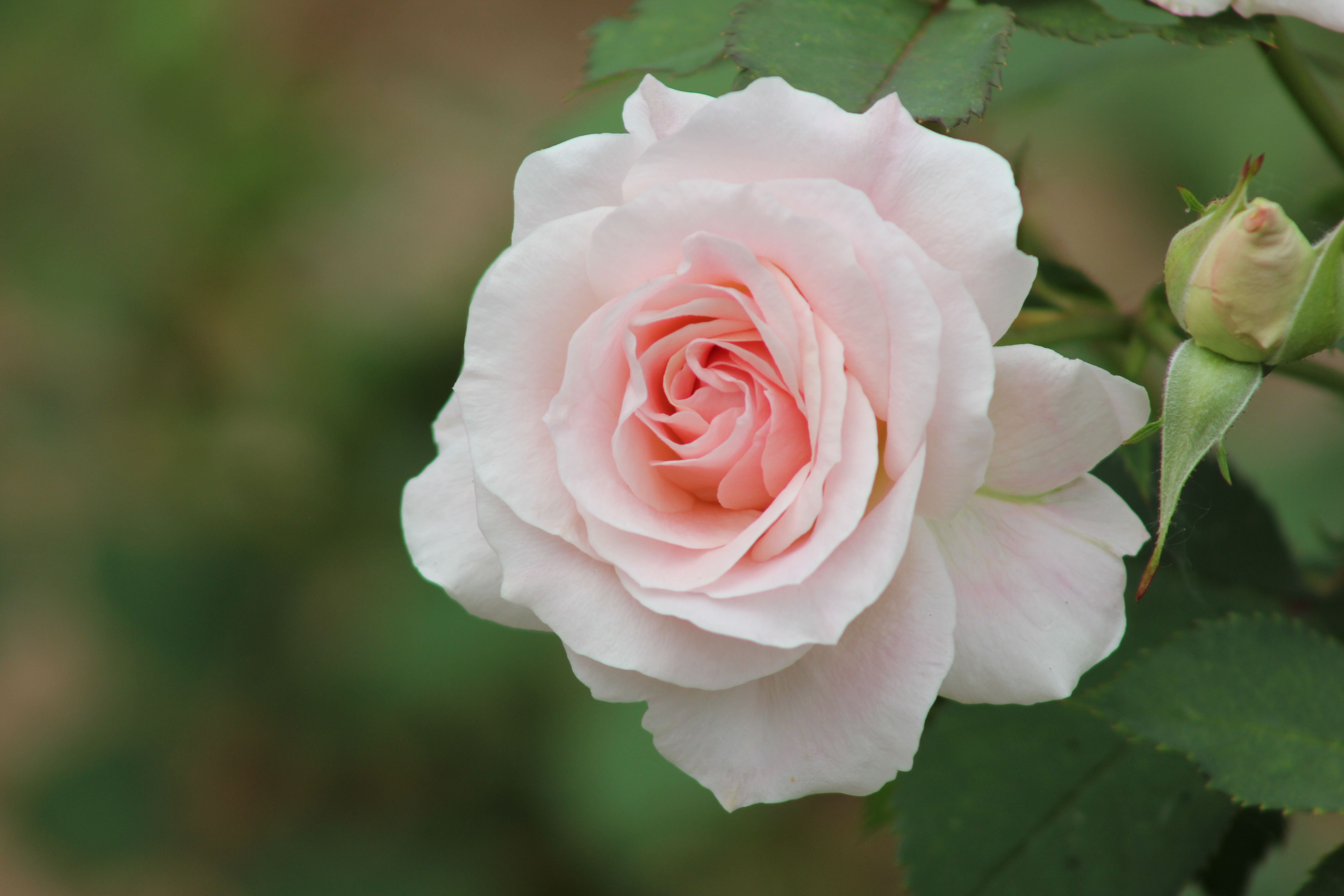 A Pink Rose in Close-Up Photography · Free Stock Photo