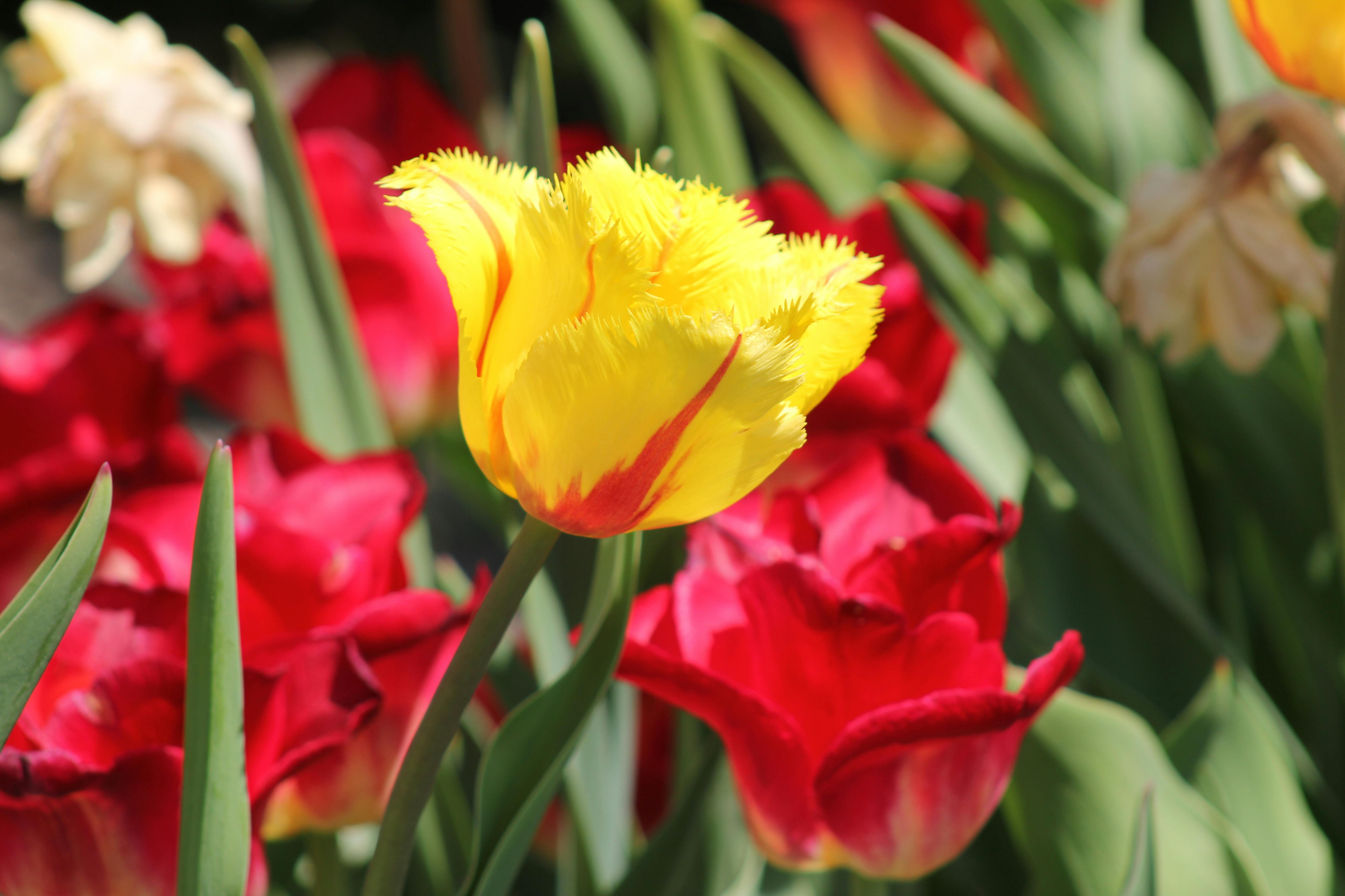 Macro Photography of Yellow Flowers · Free Stock Photo