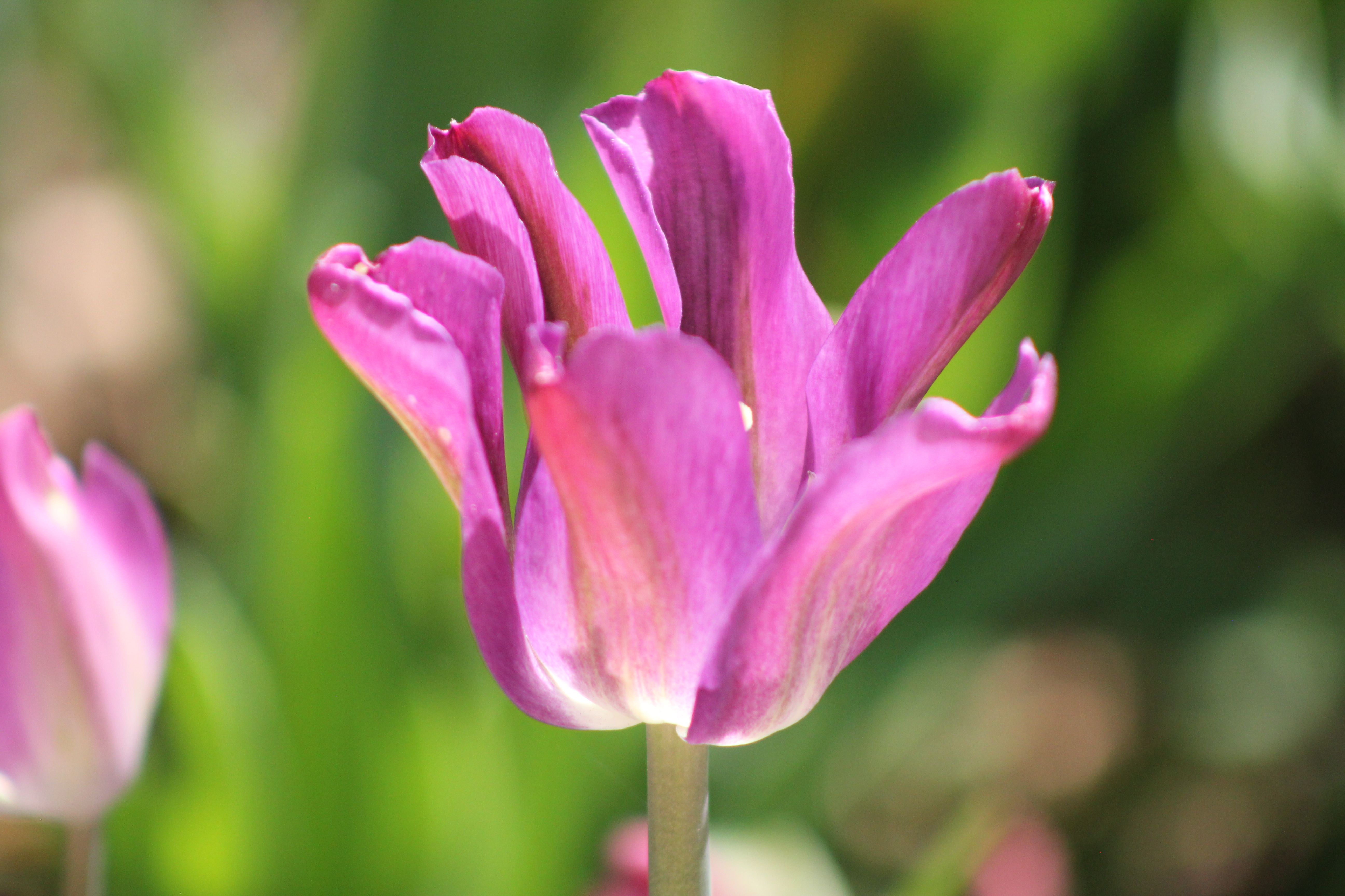 Purple Tulips in Close Up Photography · Free Stock Photo