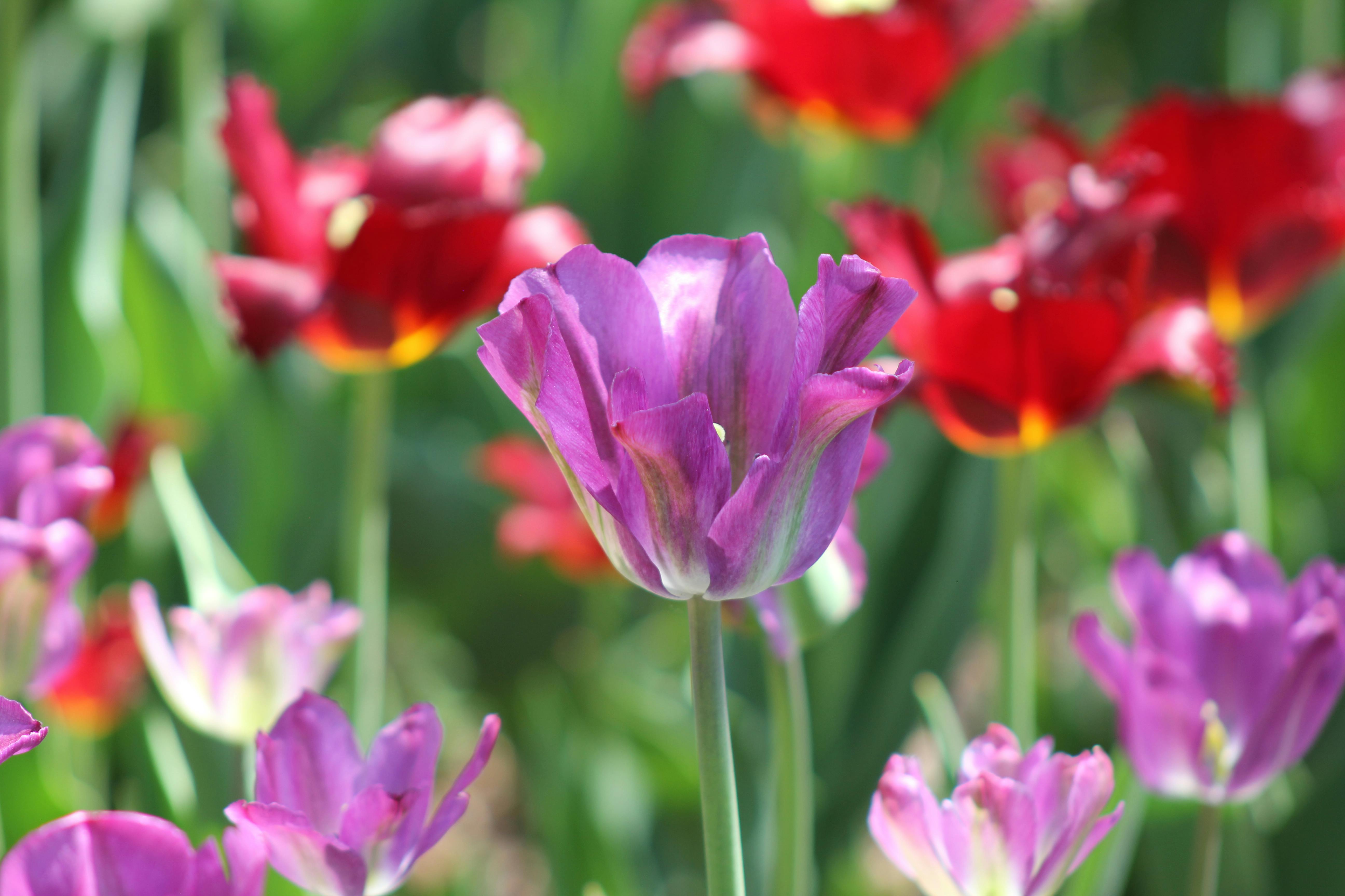 Tulips in Bloom · Free Stock Photo