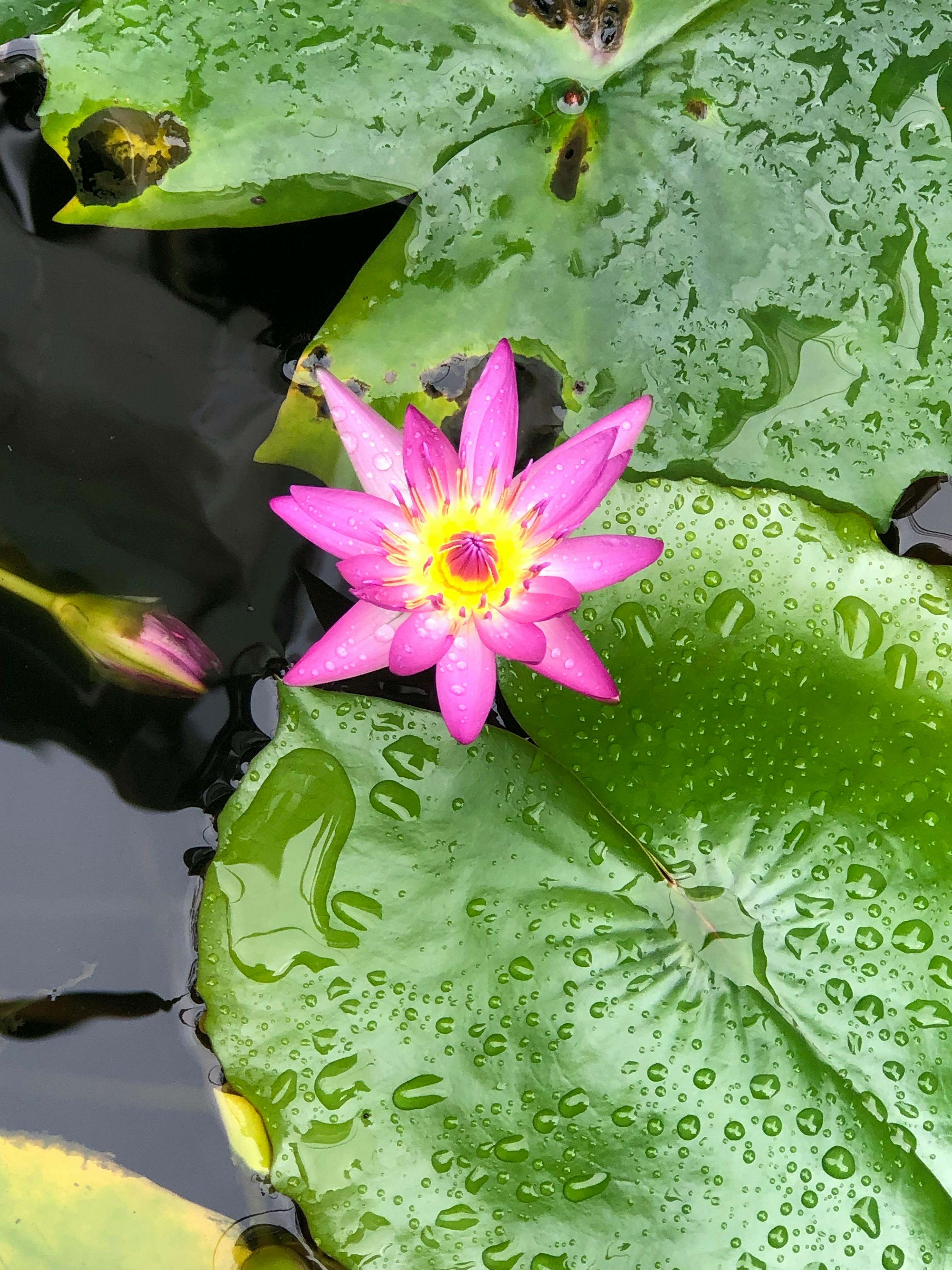 Close-up Photography of Lotus · Free Stock Photo