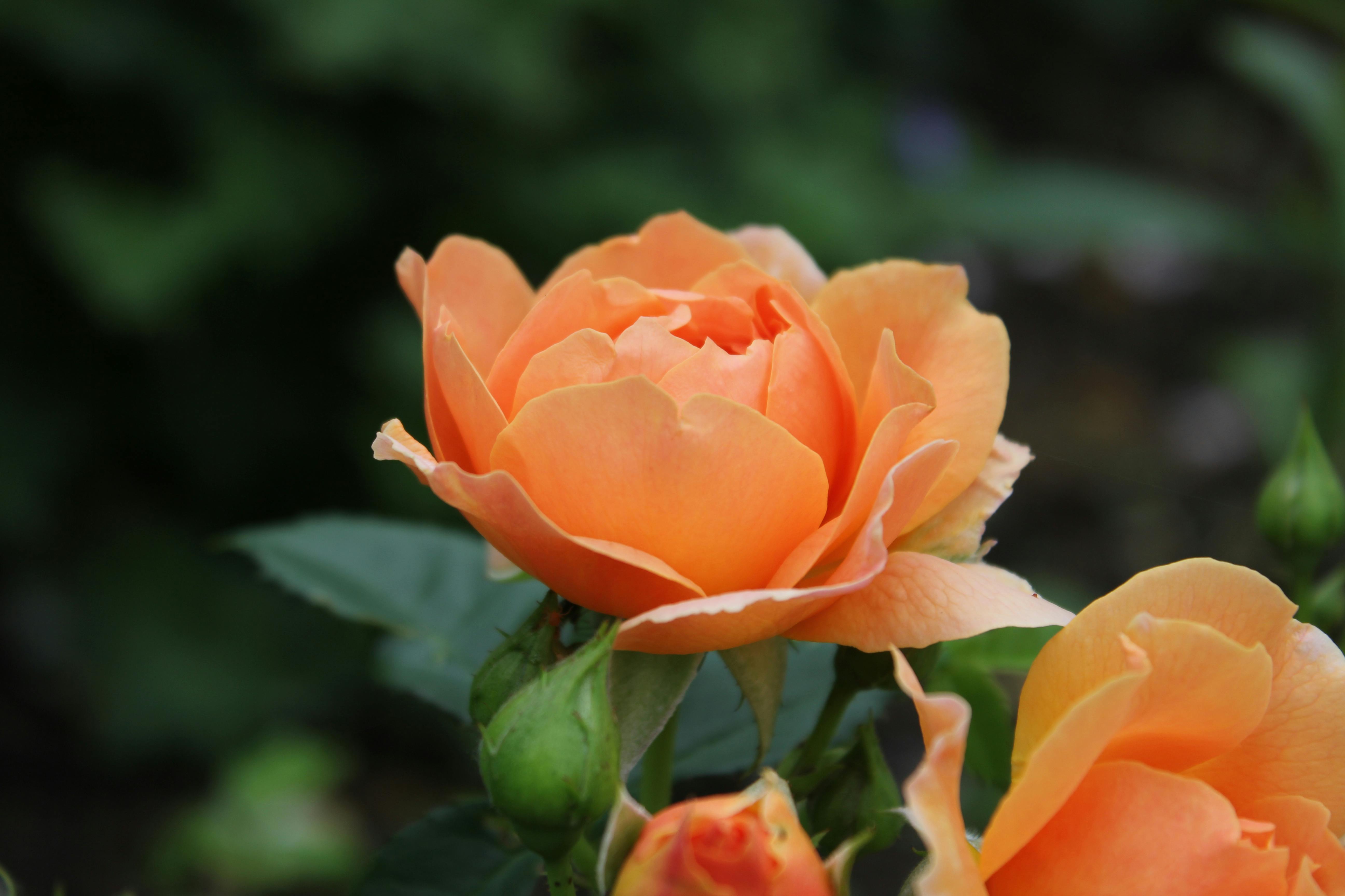 Peach Colored Roses in Close Up View · Free Stock Photo