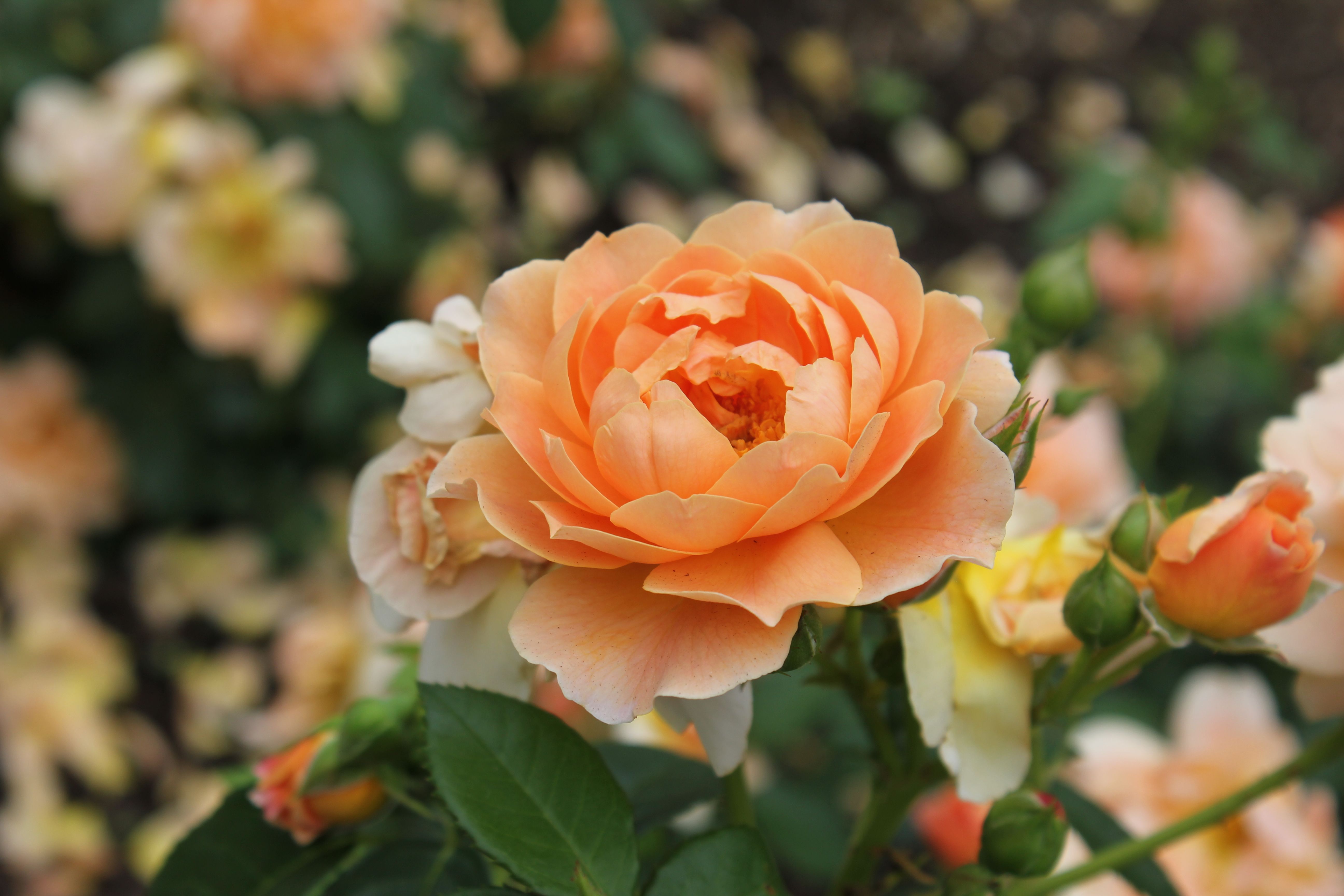 A Garden Rose in Full Bloom · Free Stock Photo
