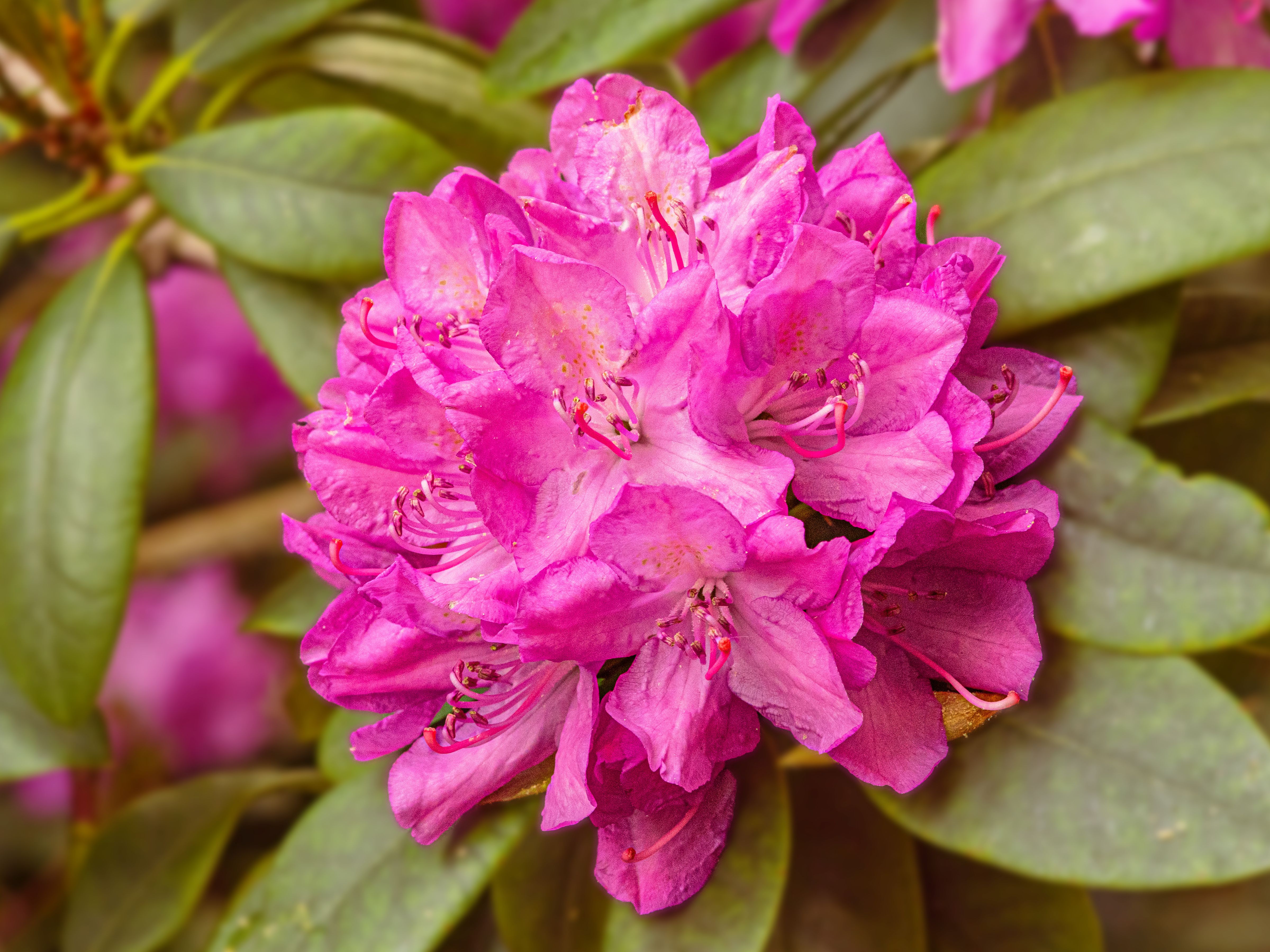 A Rhododendron Flower in Full Bloom · Free Stock Photo