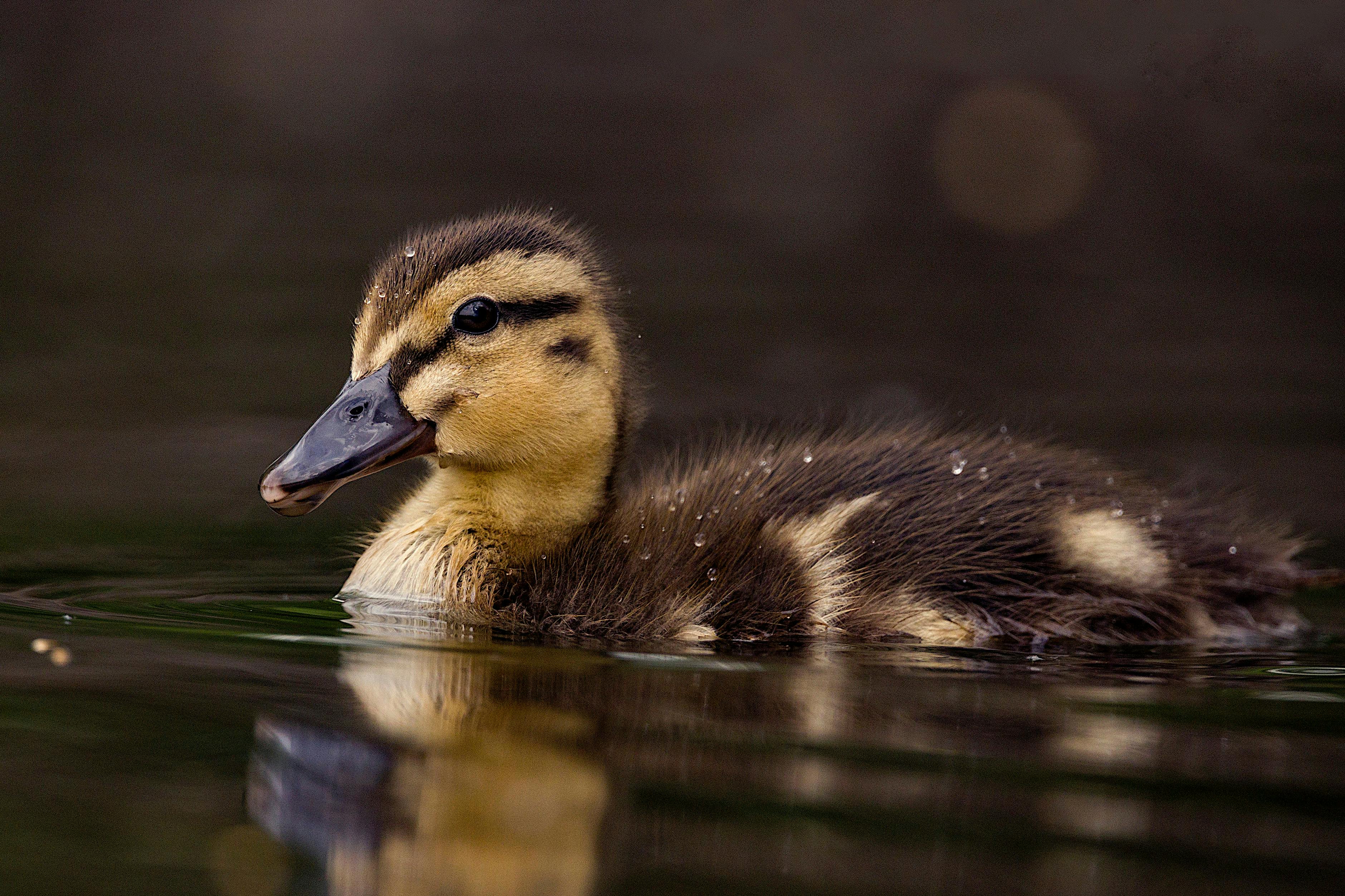 Close-Up Shot of a Duckling on Water · Free Stock Photo