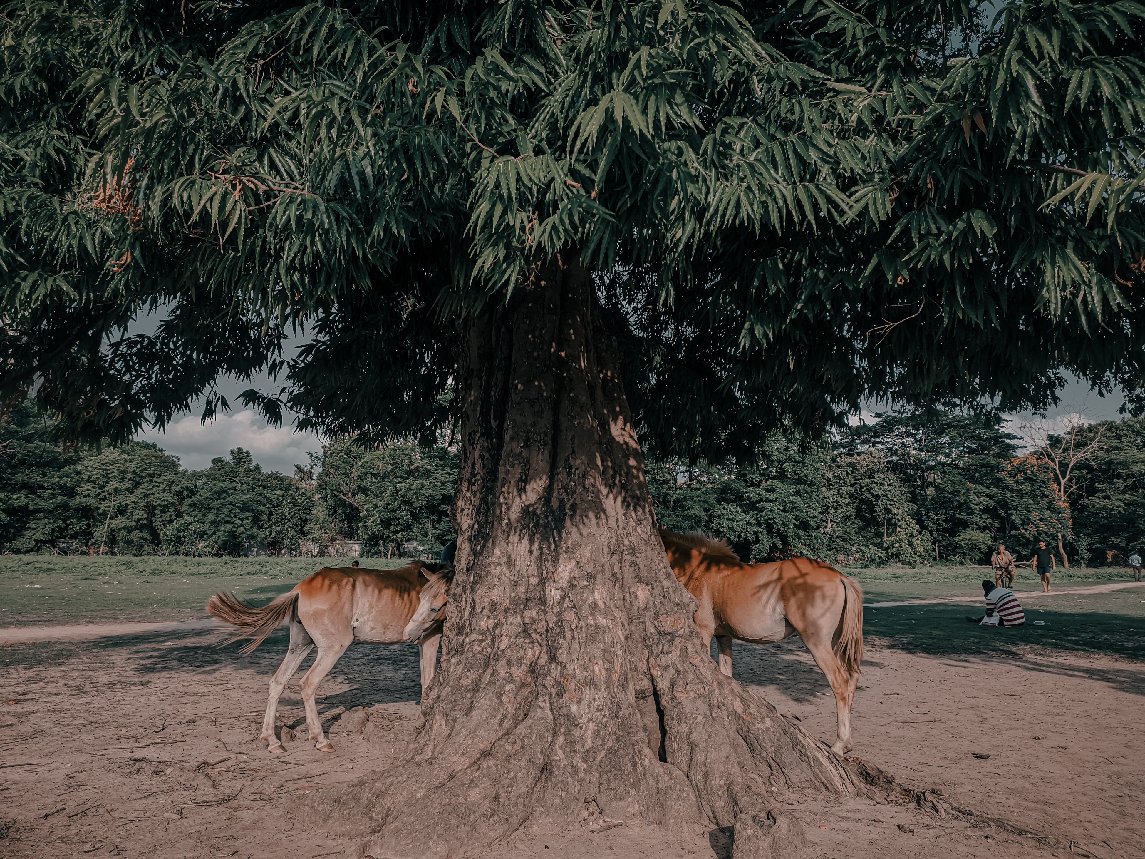 Brown Horses Behind a Large Tree · Free Stock Photo