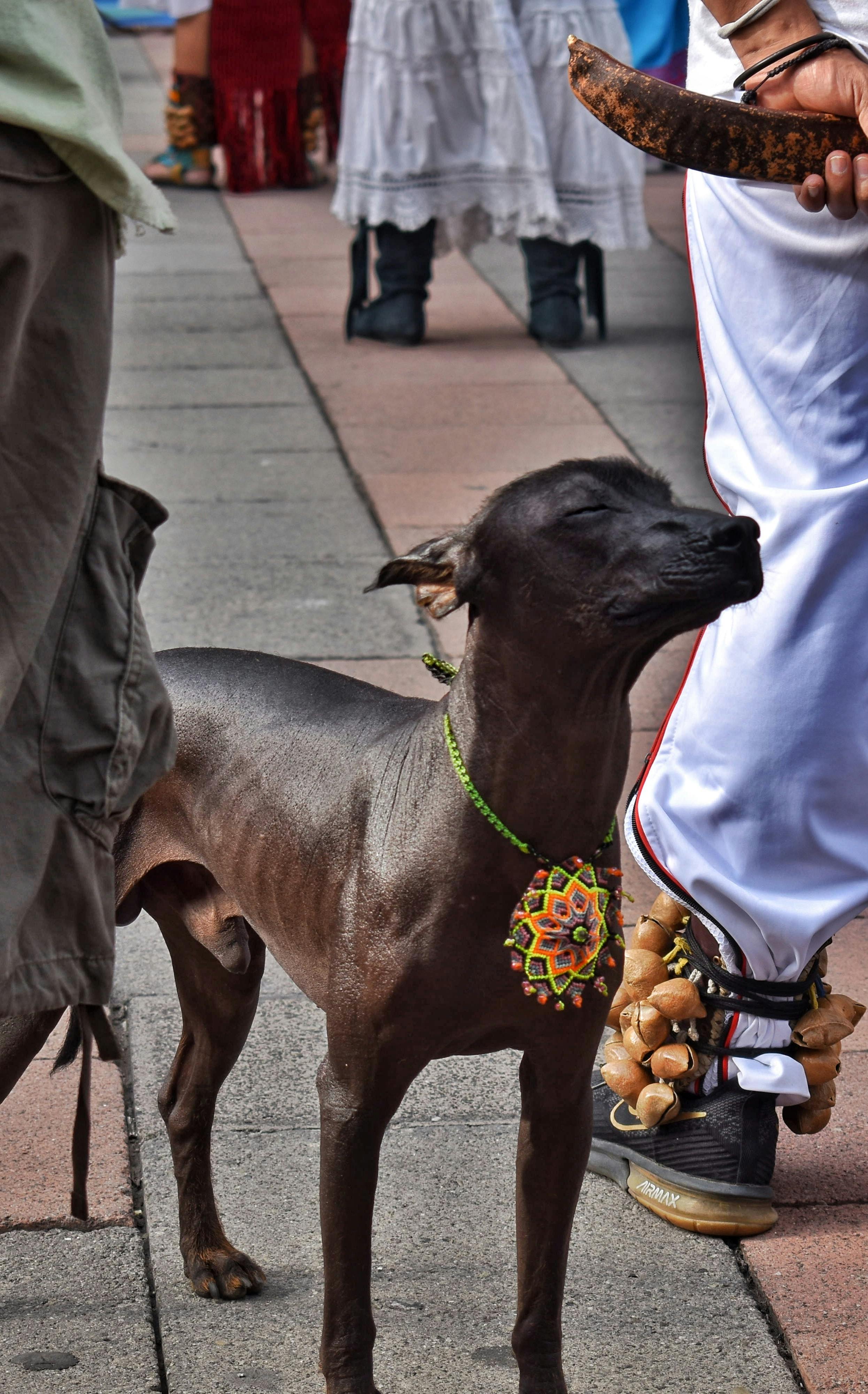 Dog Carnival Photos, Download The BEST Free Dog Carnival Stock Photos ...