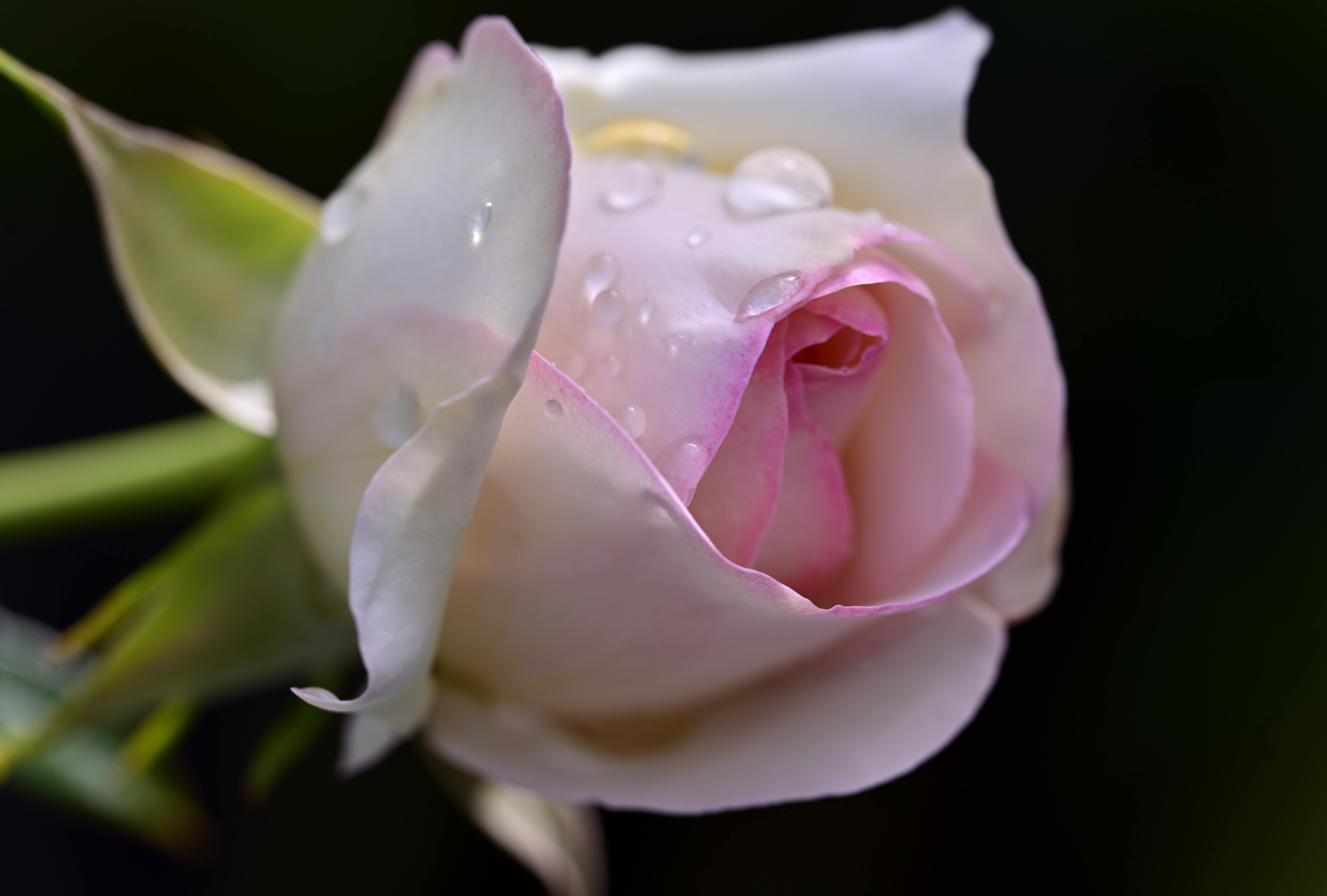 Nature With Flower Photos, Download Free Nature With Flower Stock ...