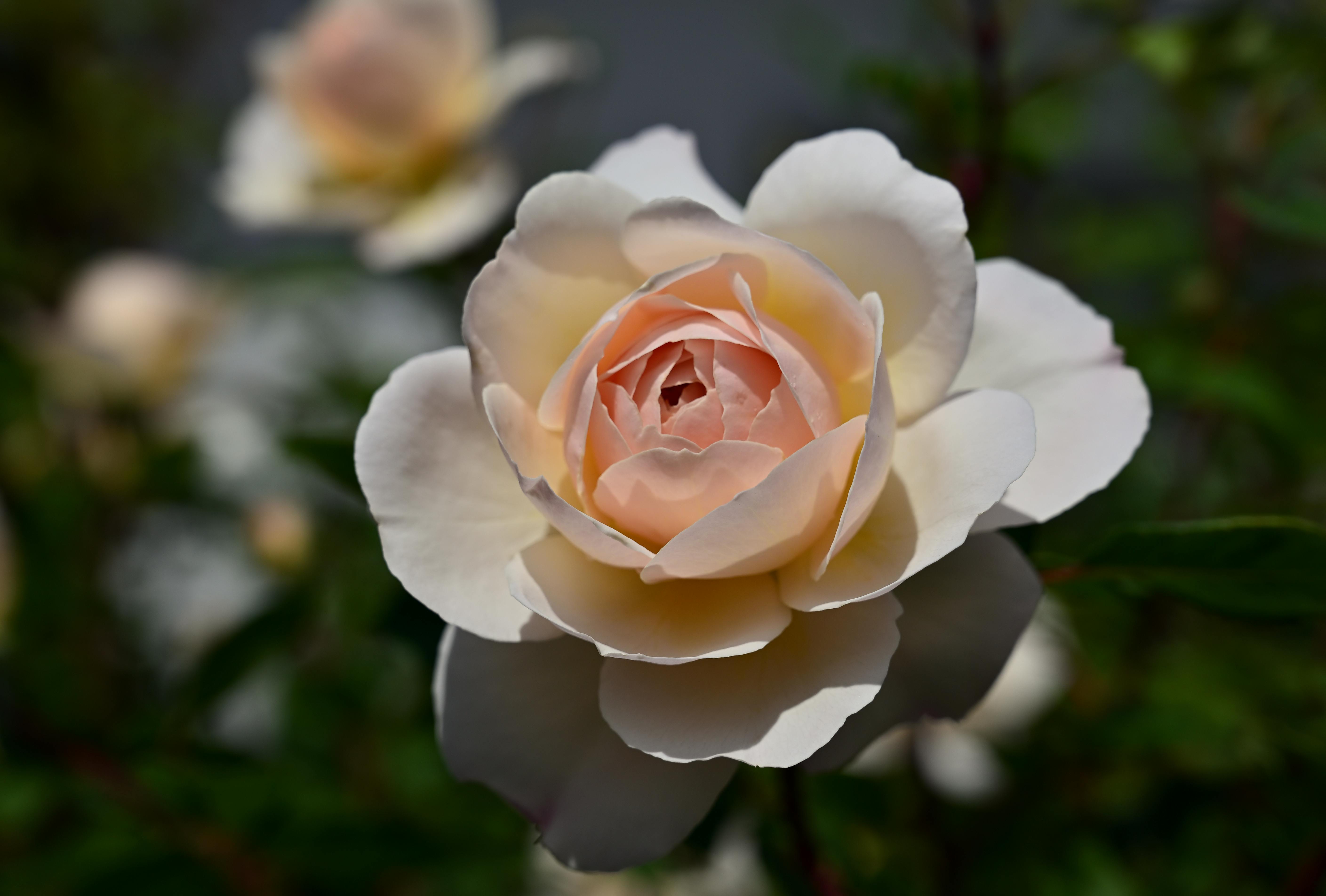 White Rose in Bloom · Free Stock Photo