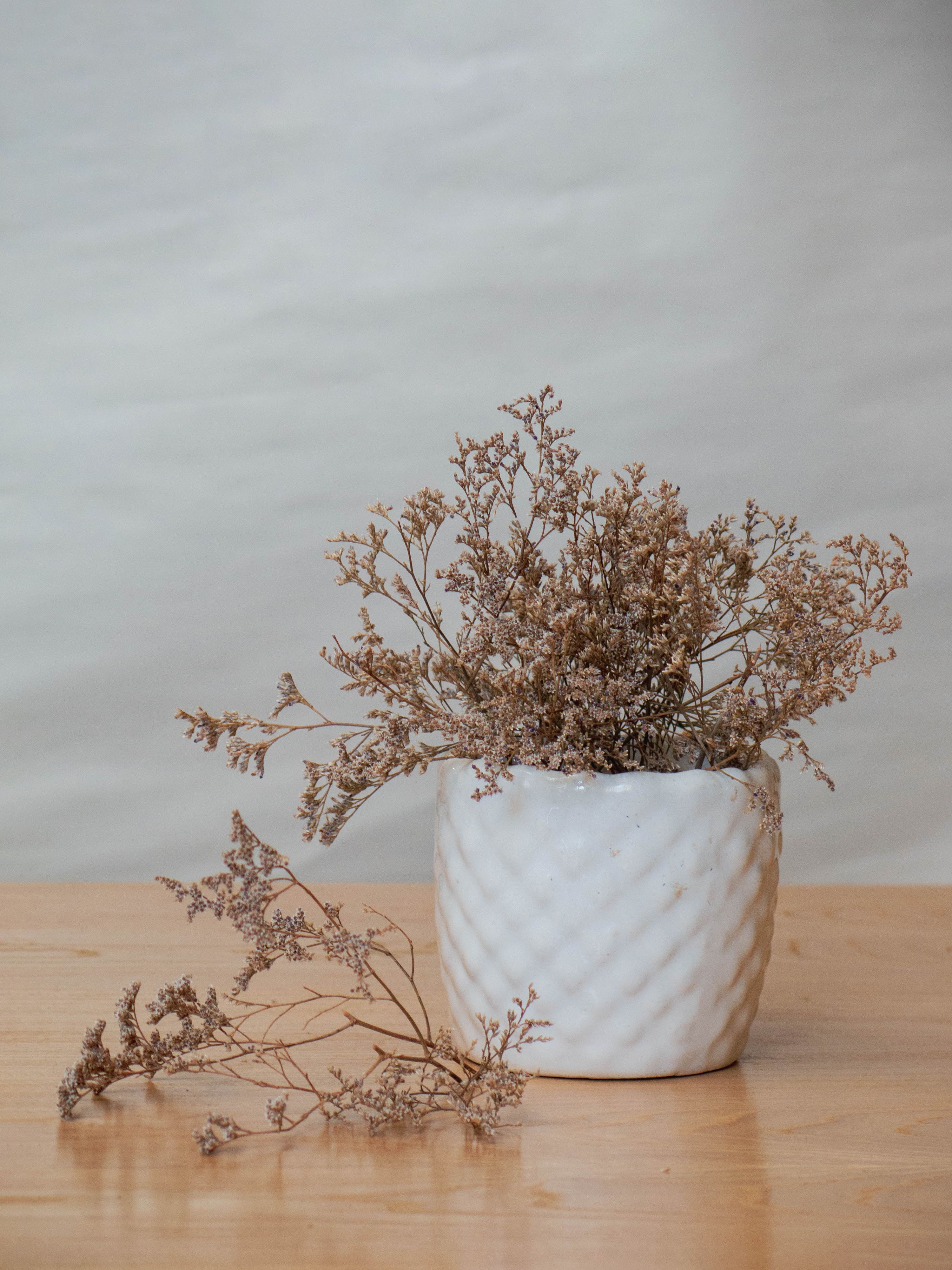 Brown Plant on White Ceramic Vase · Free Stock Photo