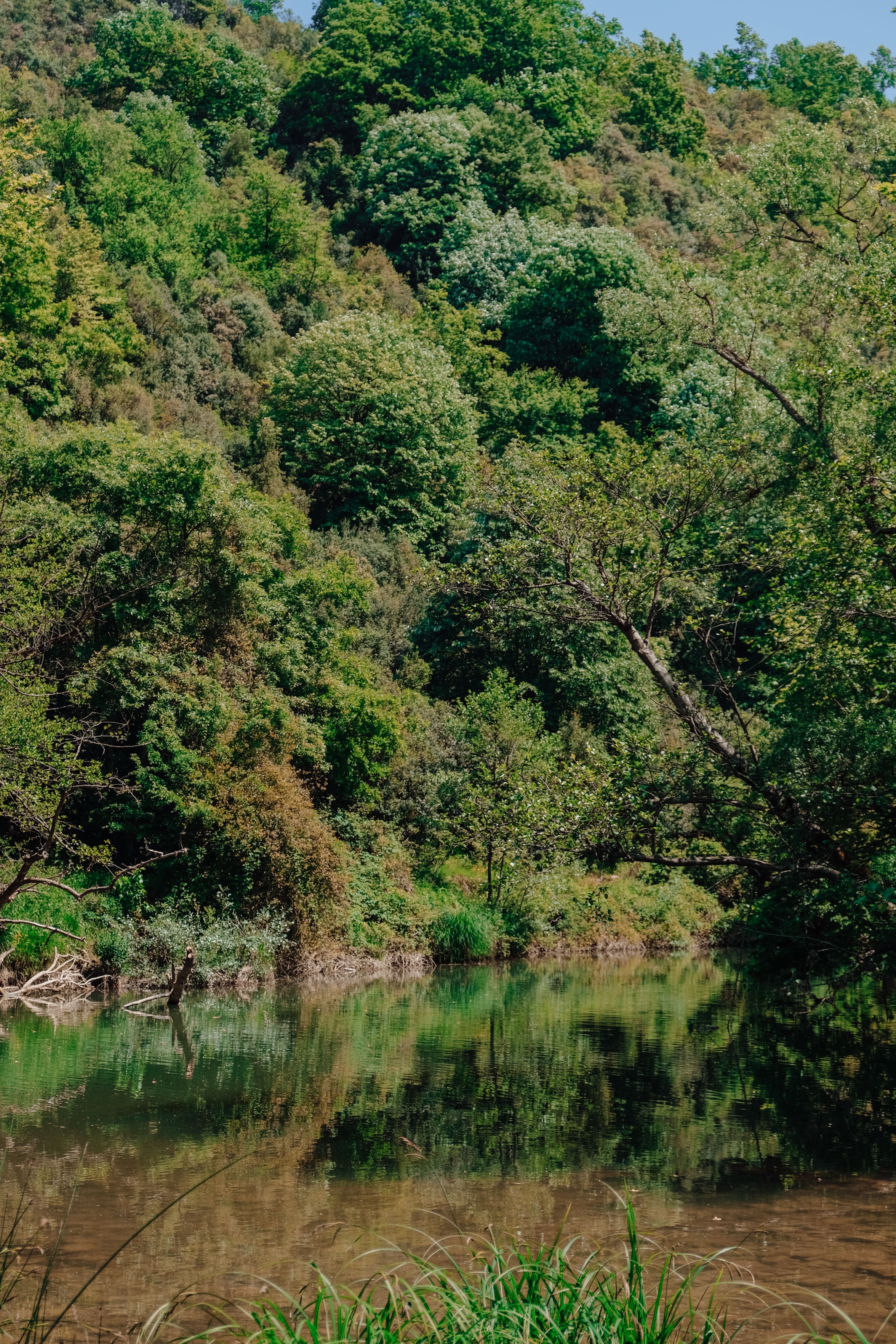 Green Trees on the Side of a River · Free Stock Photo