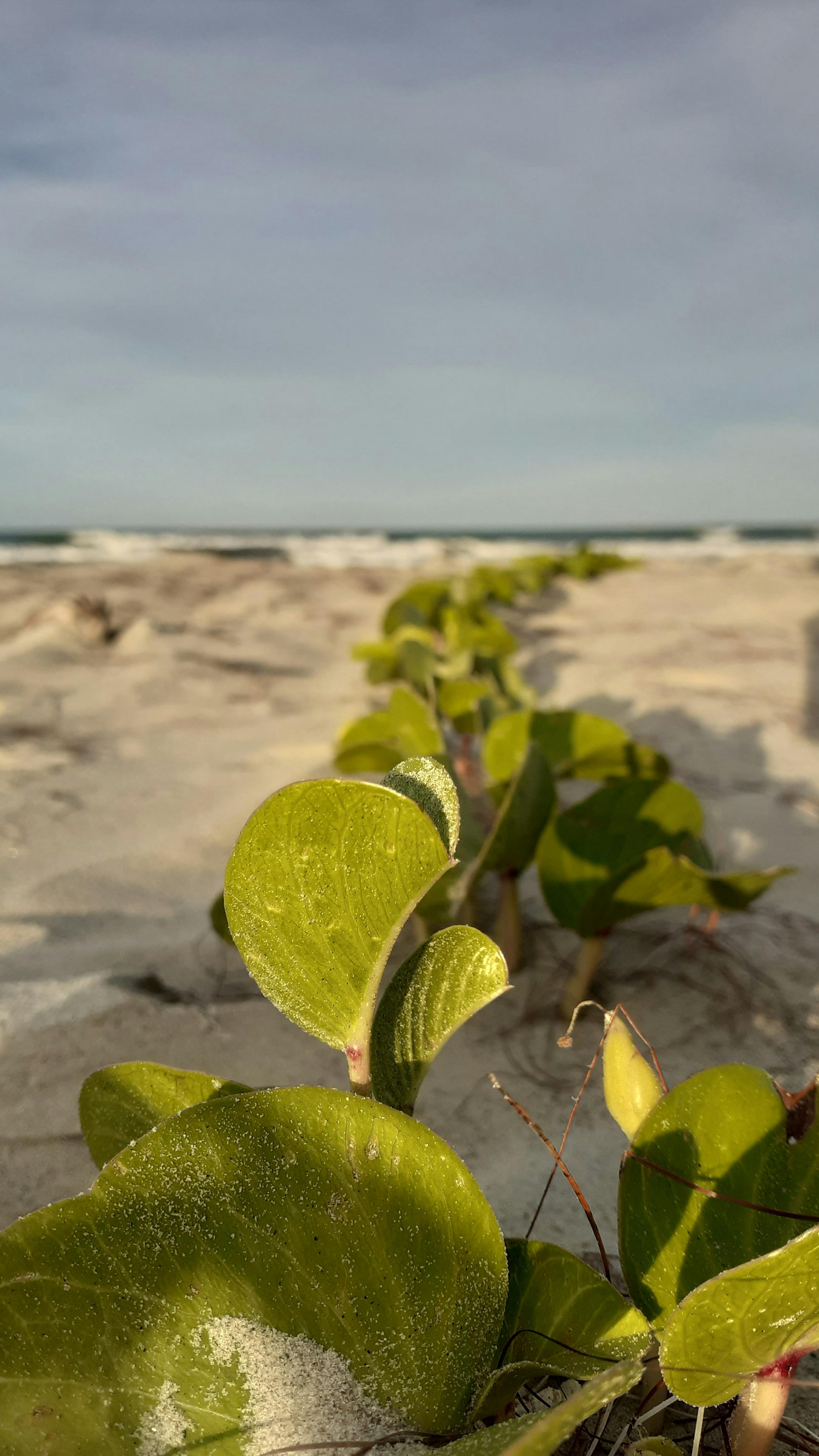 Grow unplanted 94个图片和视频，由Padjo Planet收藏