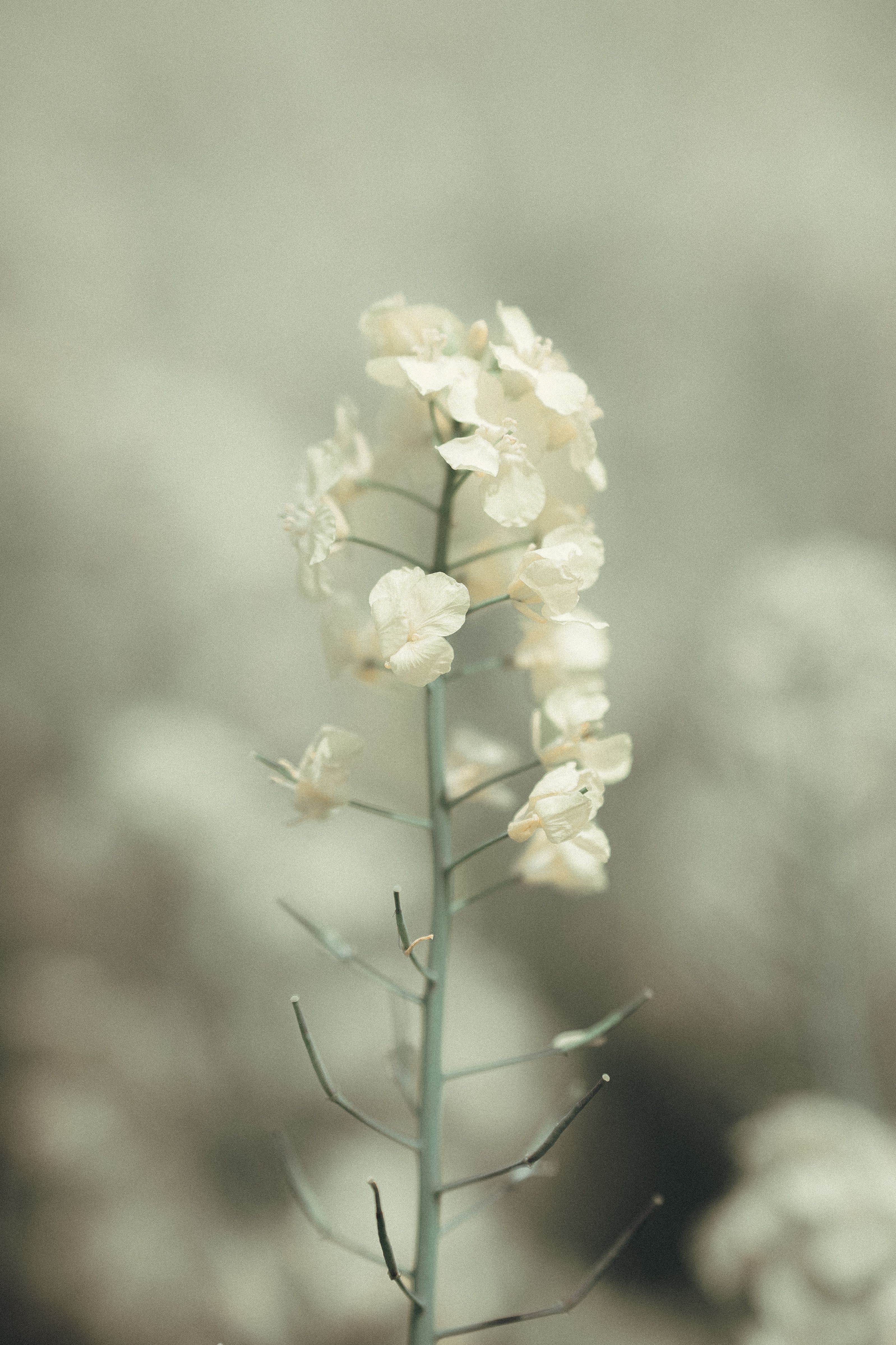 White Flowers in Close Up Shot · Free Stock Photo