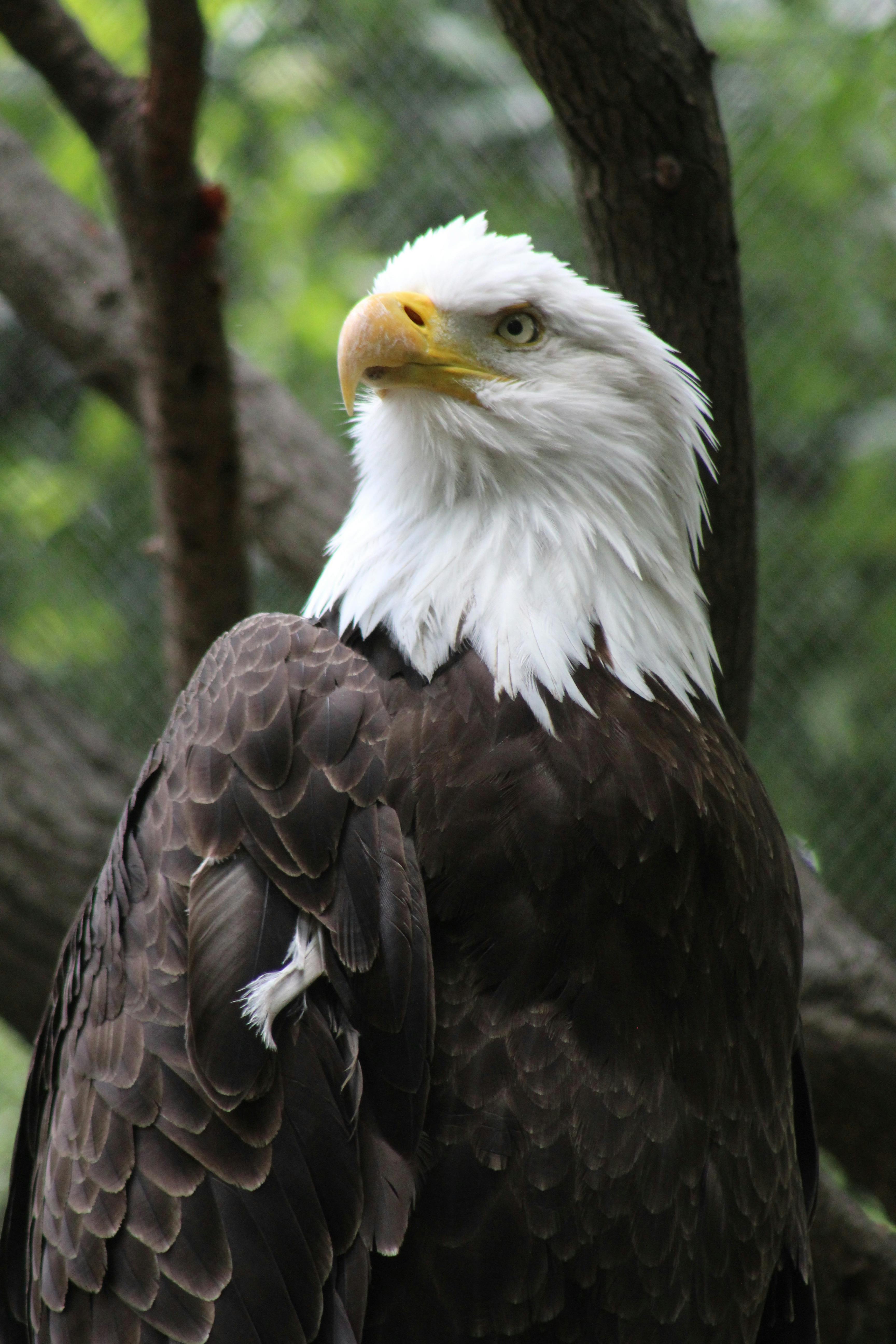 Black and White Eagle in Close-up Shot · Free Stock Photo