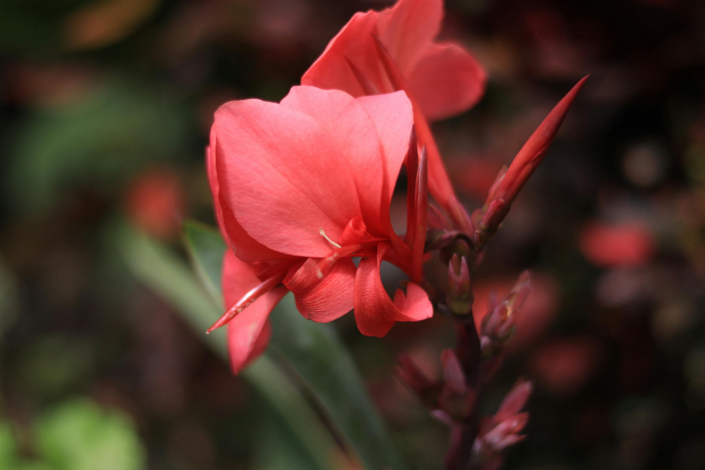 PIPE RODRIGUEZ - 사진