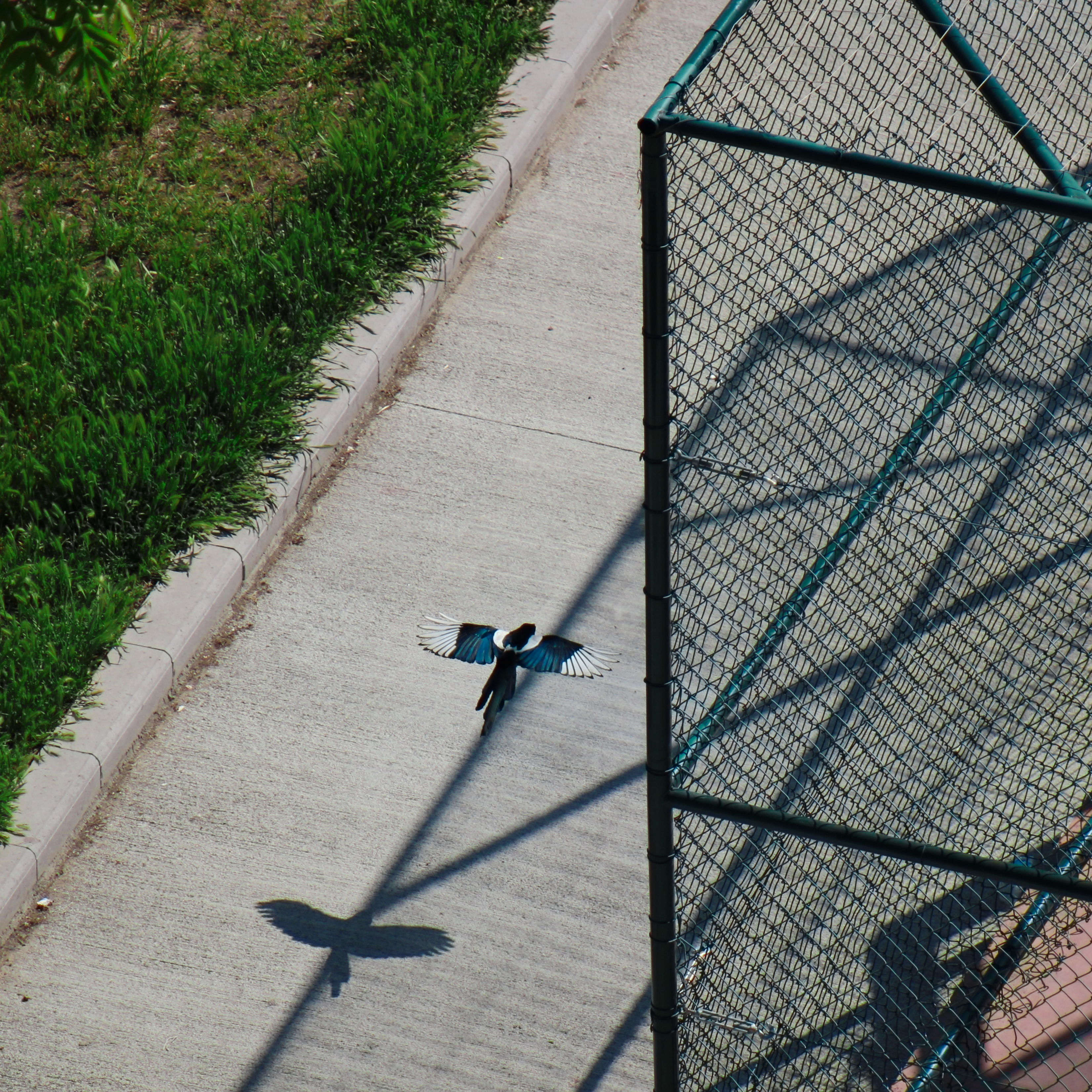 Bird Flying Over the Concrete Road · Free Stock Photo