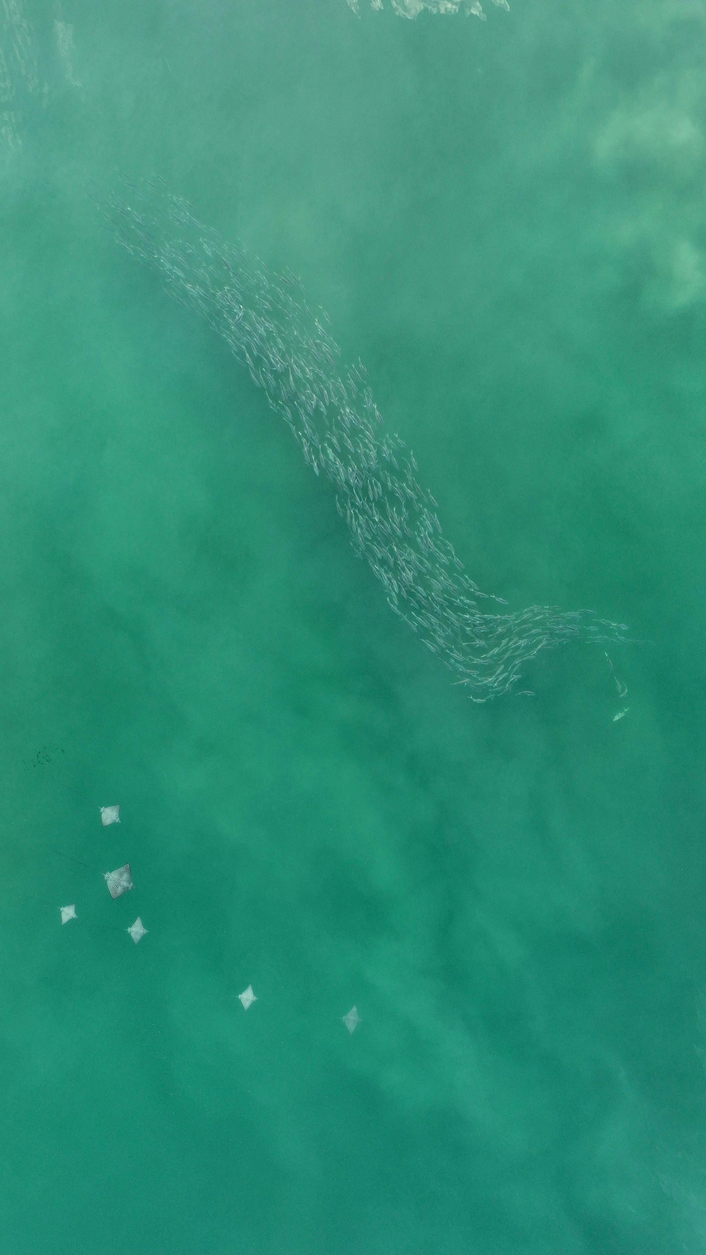 High Angle Shot of Fishes in Water · Free Stock Photo