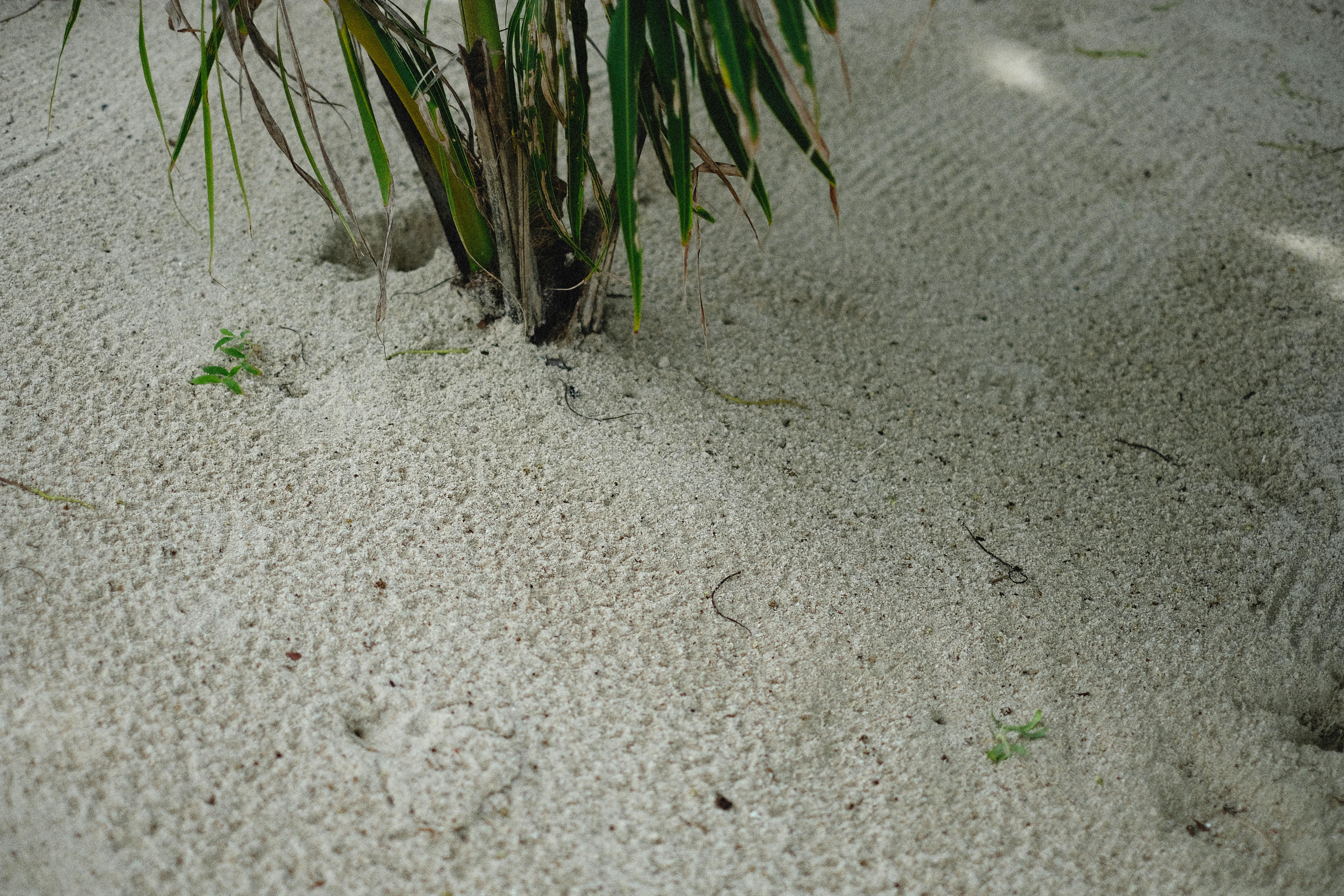 Photo of Plants On Sand · Free Stock Photo