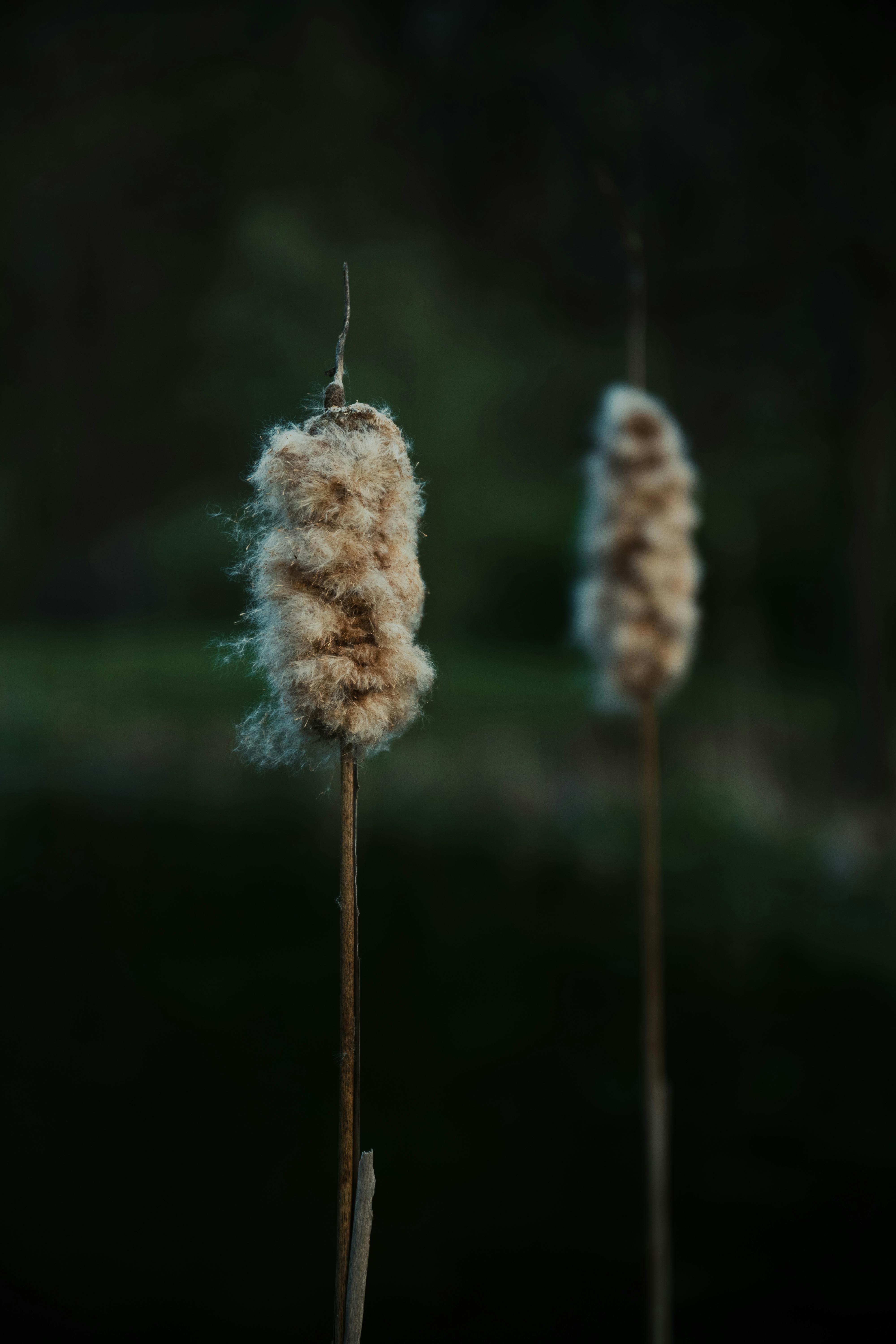 Close up of a Bulrush · Free Stock Photo