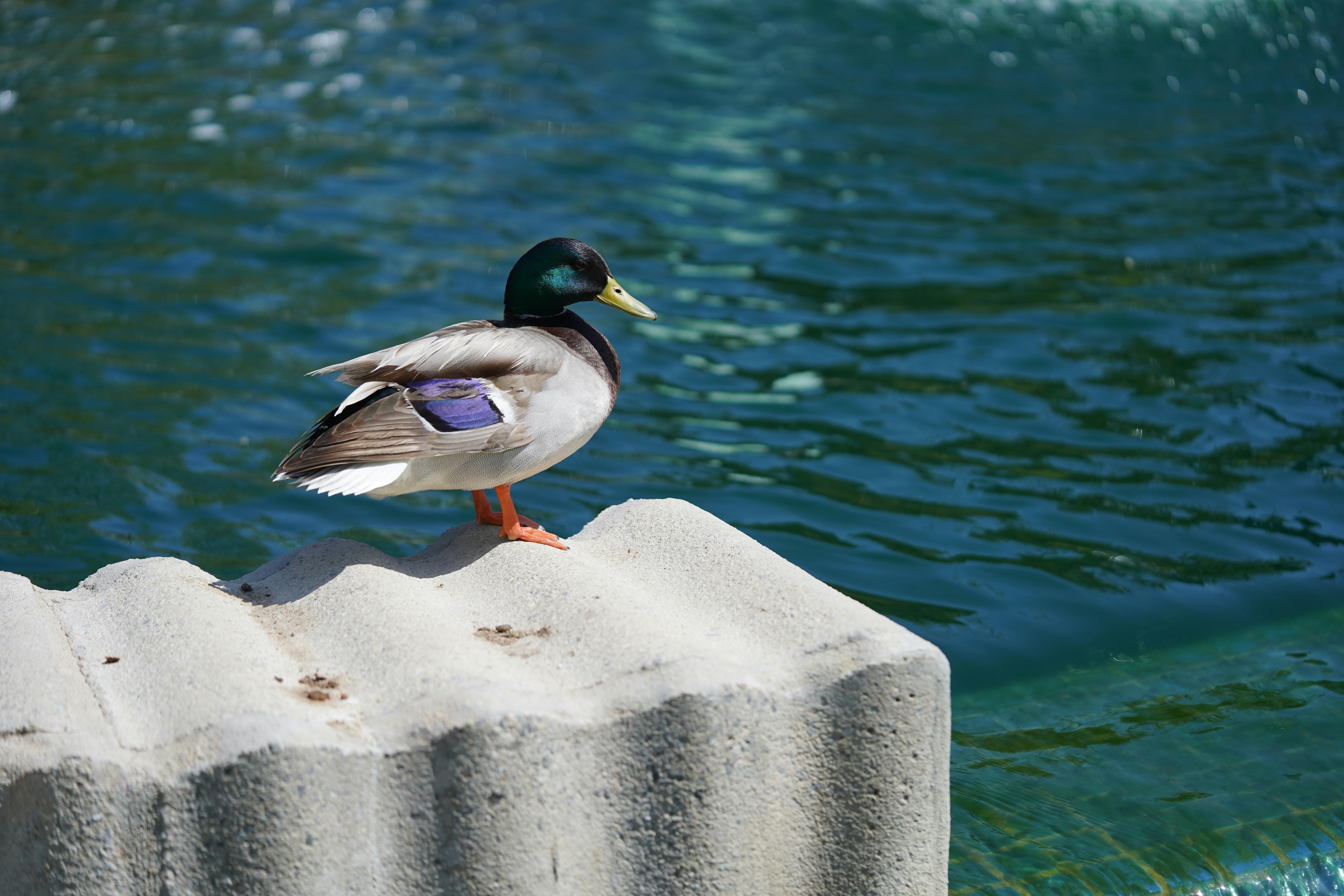 Bird Poop On Floor Photos, Download The BEST Free Bird Poop On Floor ...