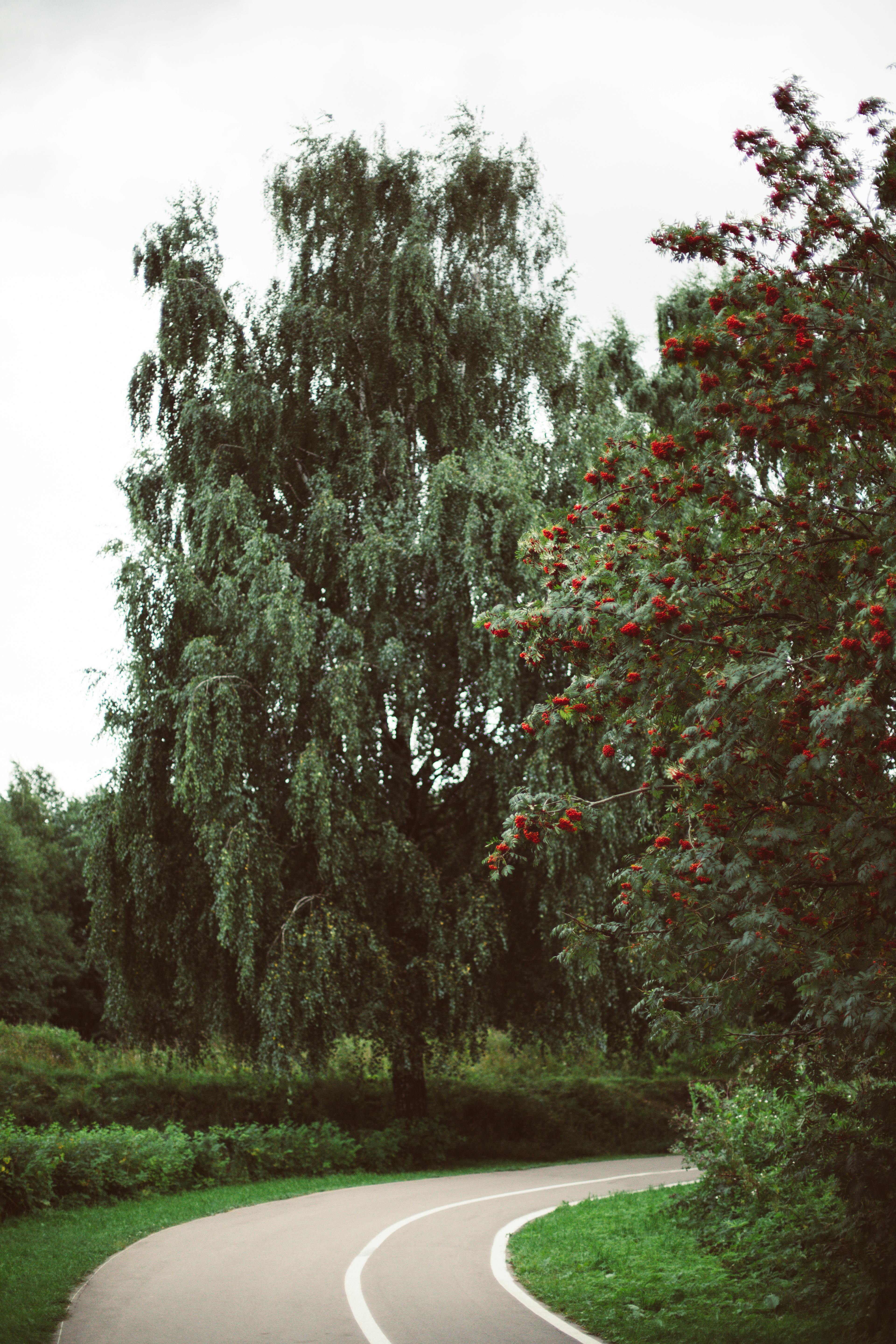 Curved Pathway Near Trees · Free Stock Photo