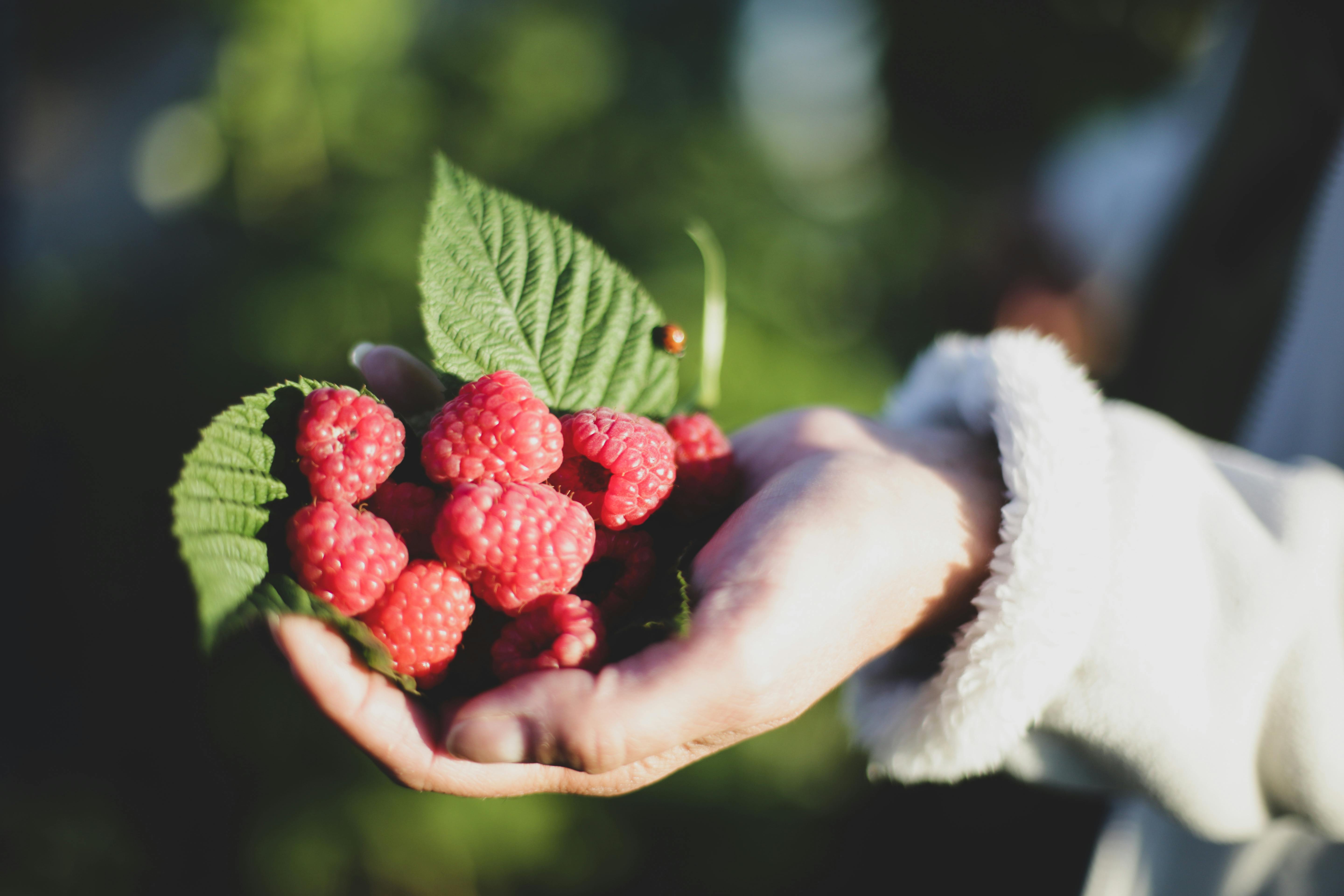 Person with a Handful of Raspberries · Free Stock Photo