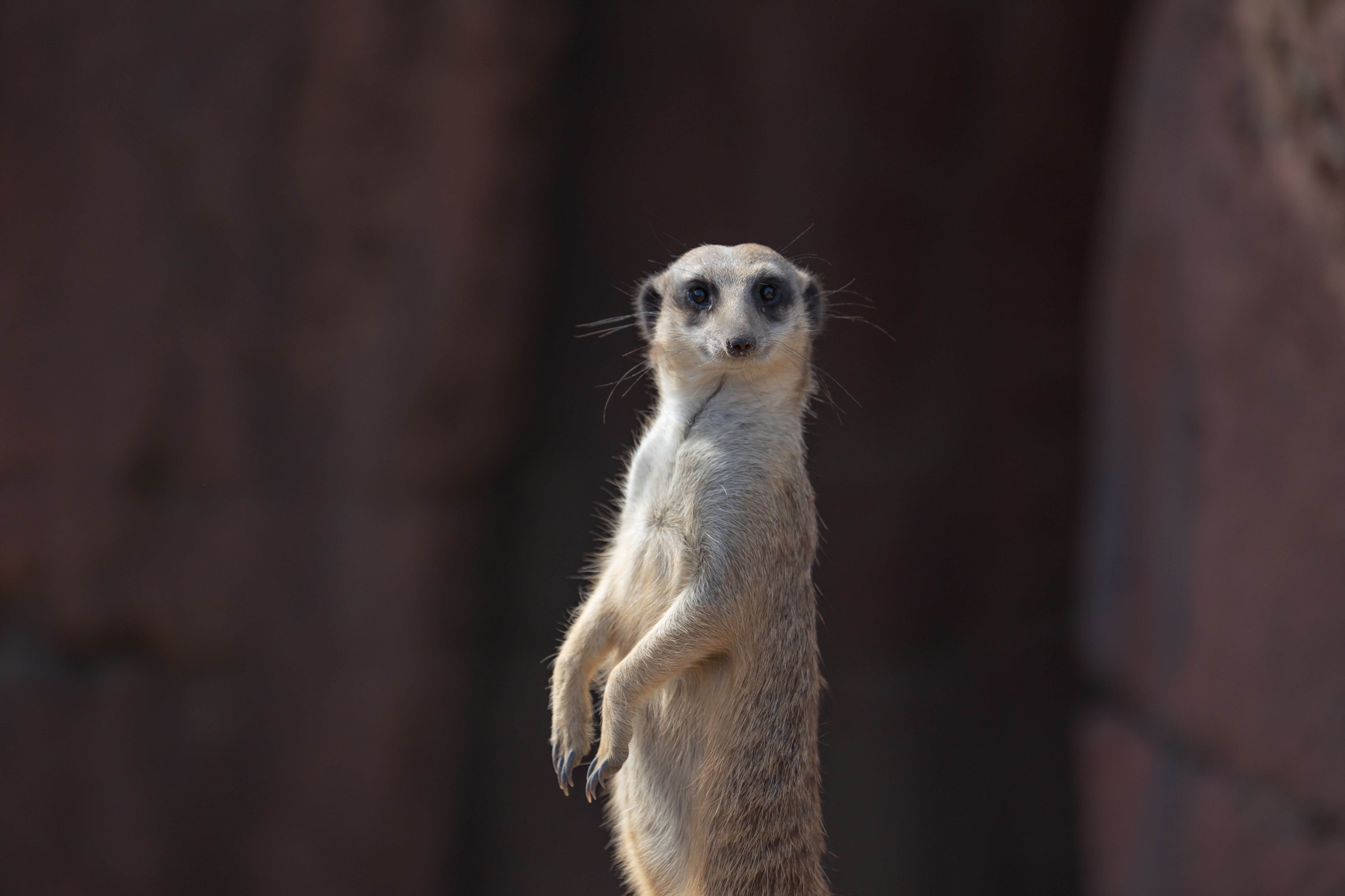Los Animales Marrones · Foto de stock gratuita