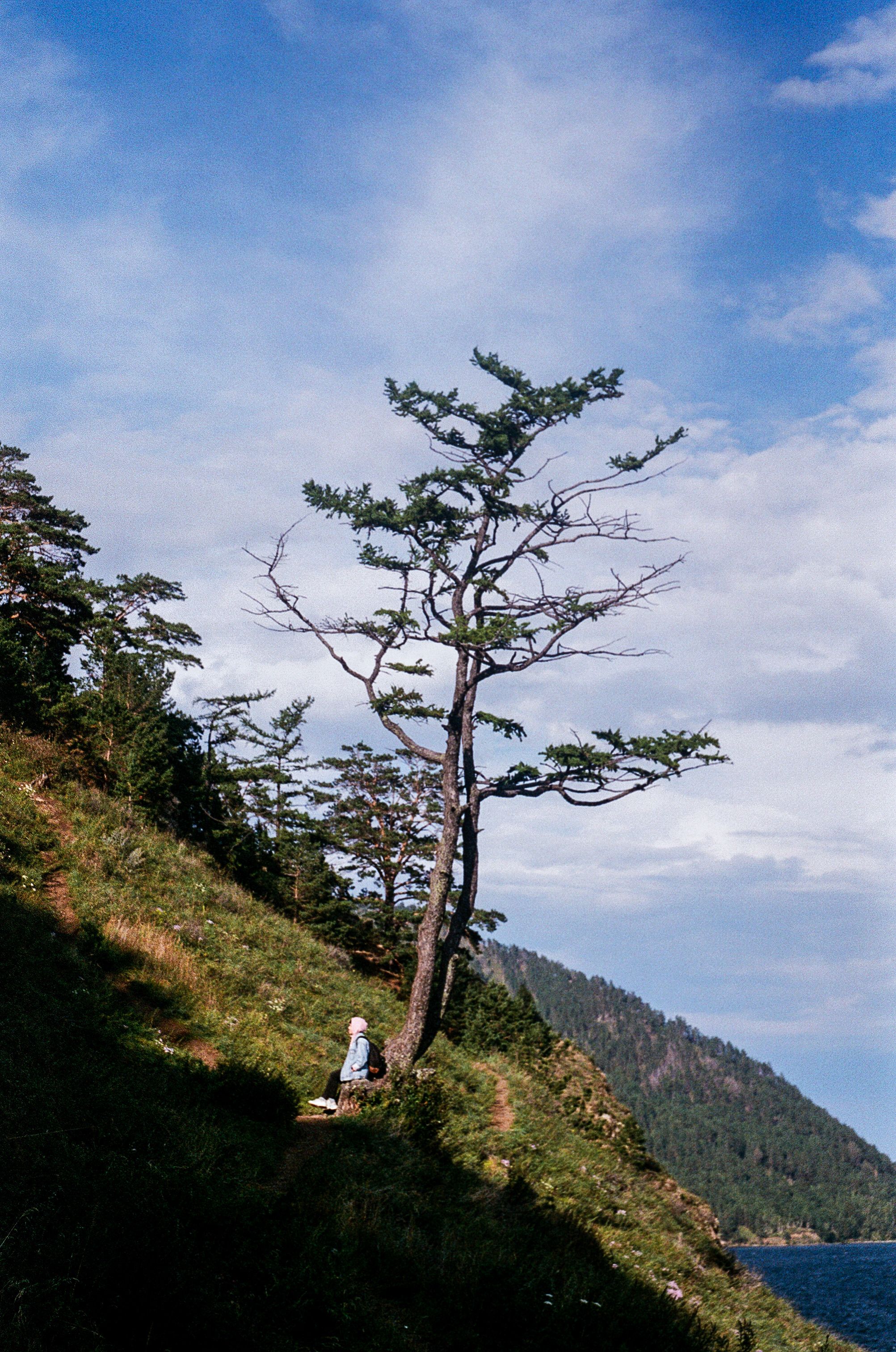 Tree on Mountainside Under Cloudy Sky · Free Stock Photo