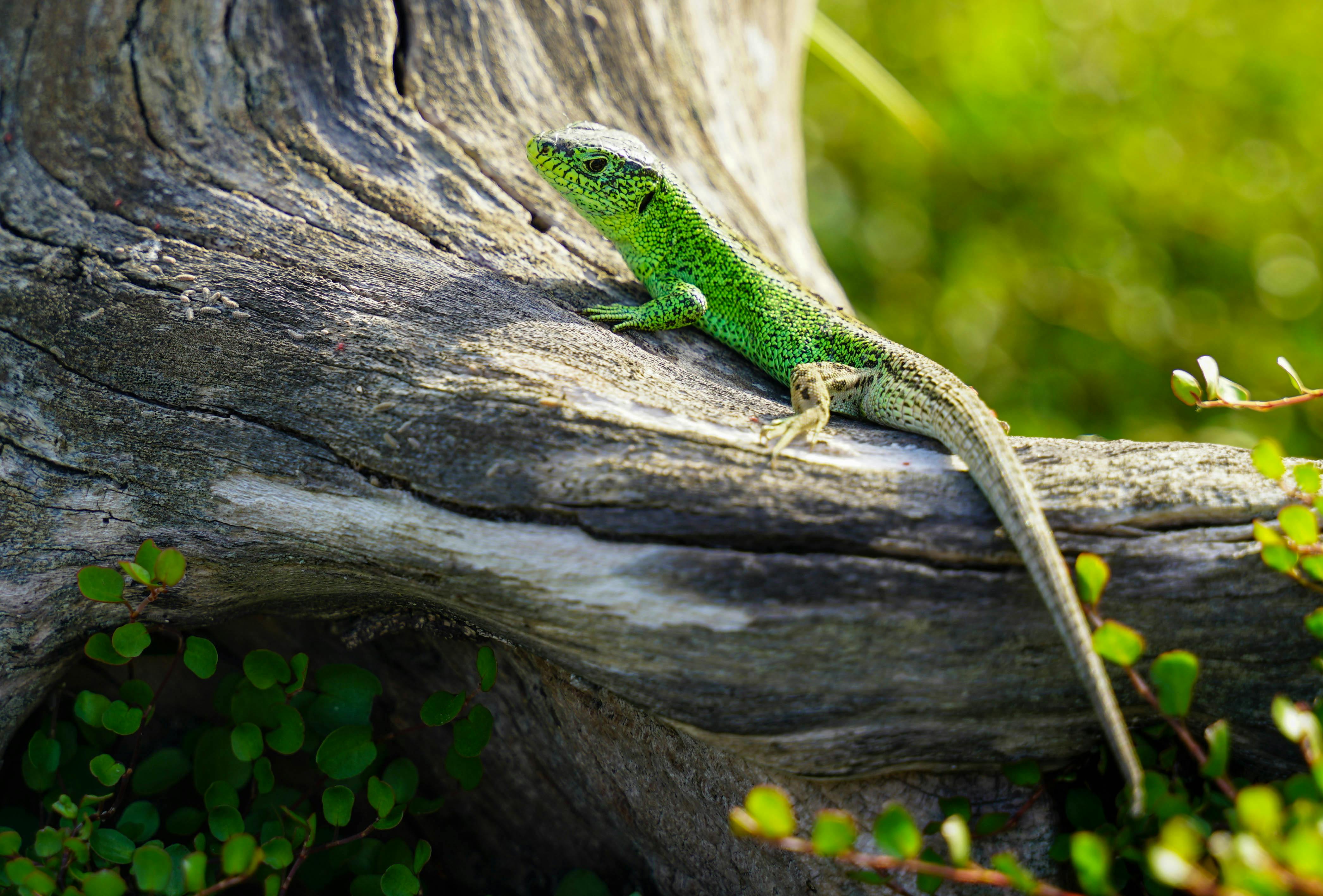 Lizard Tail Photos, Download The BEST Free Lizard Tail Stock Photos ...
