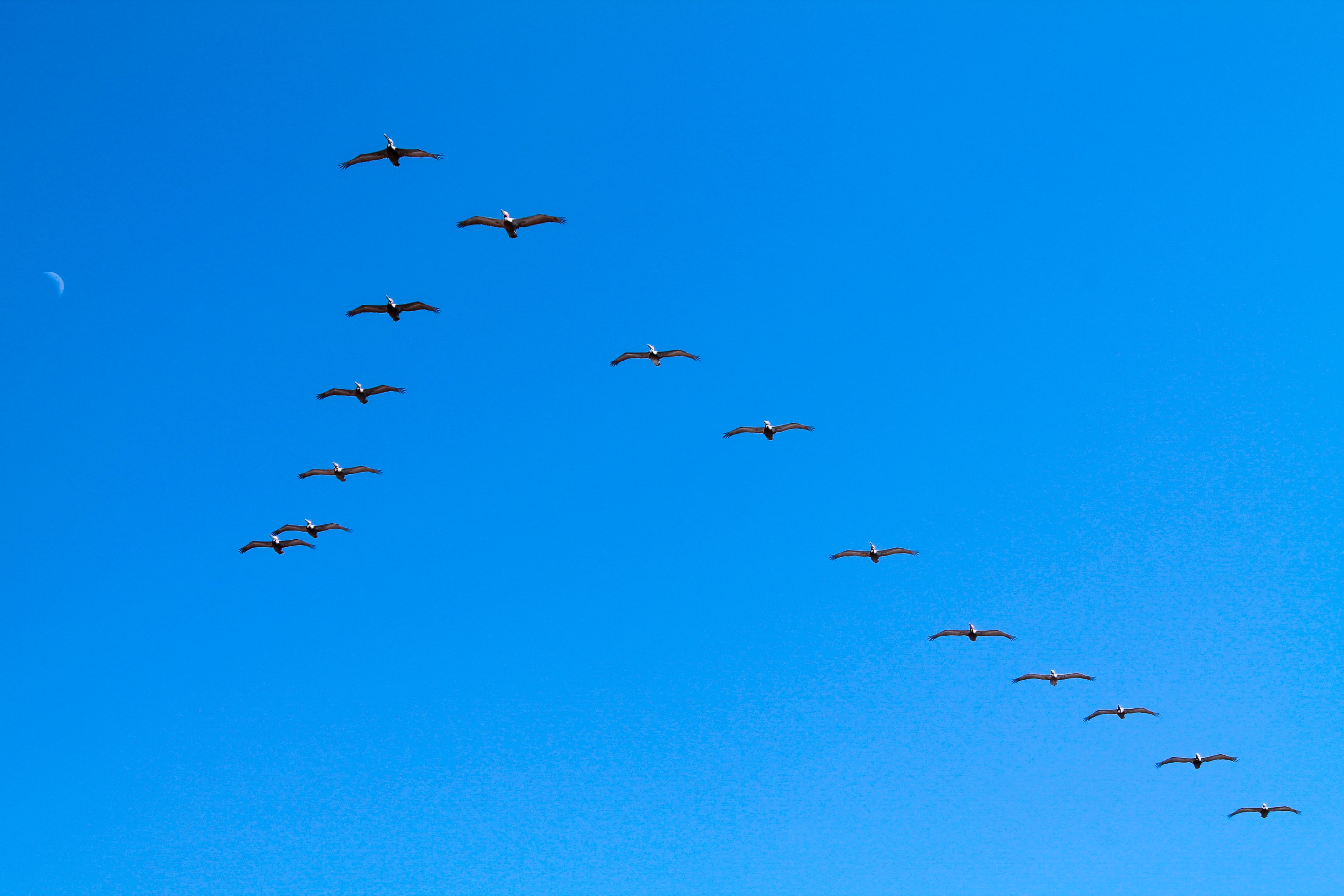 Flock of Birds Flying Under Blue Sky · Free Stock Photo