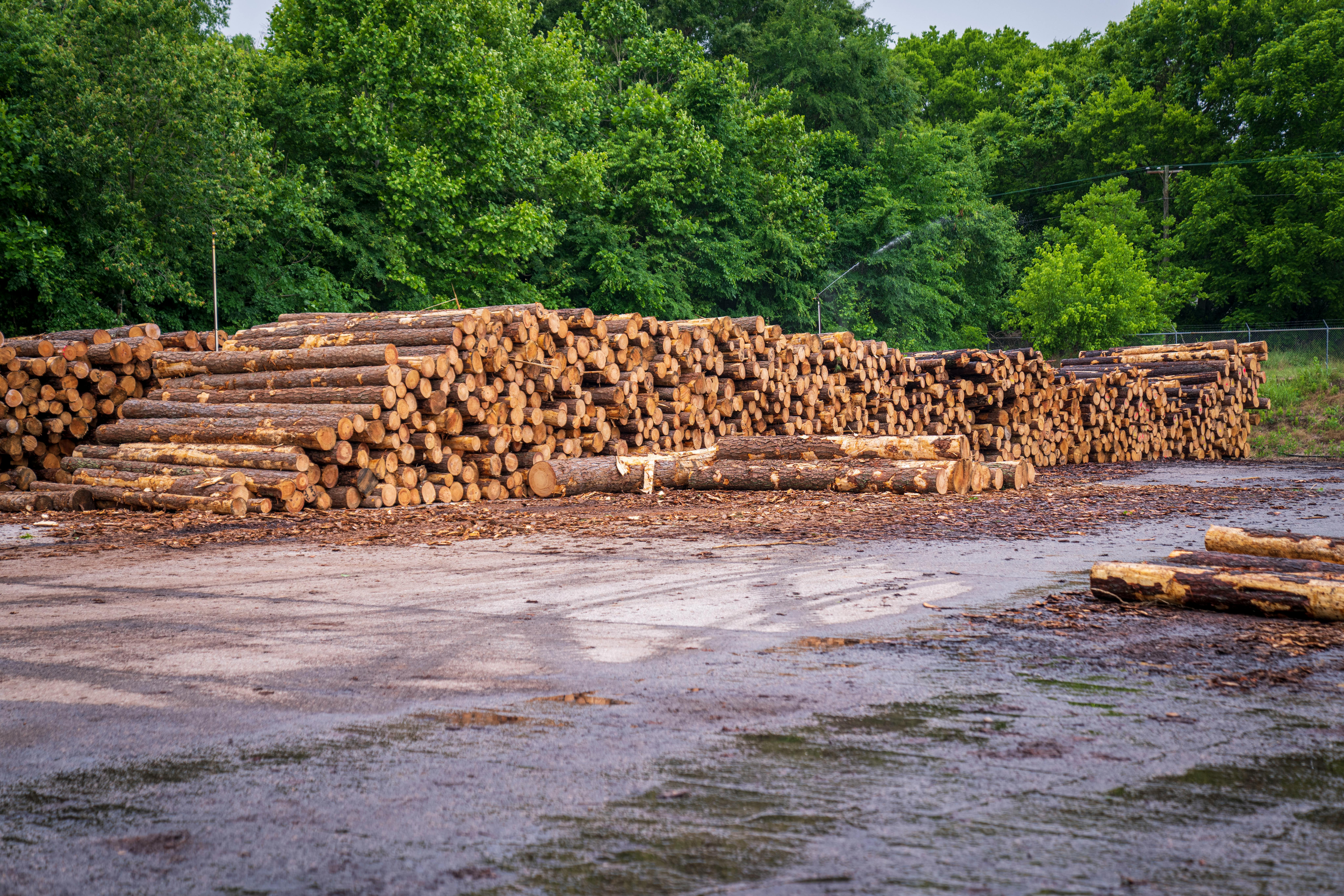 Stacks of Tree Logs Near Green Trees on a Yard · Free Stock Photo
